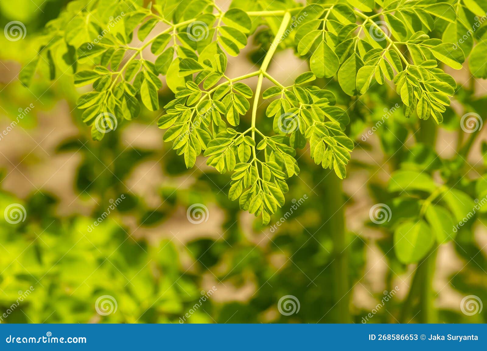 Kelor Or Drumstick Tree, Moringa Oleifera, With Common Names ...
