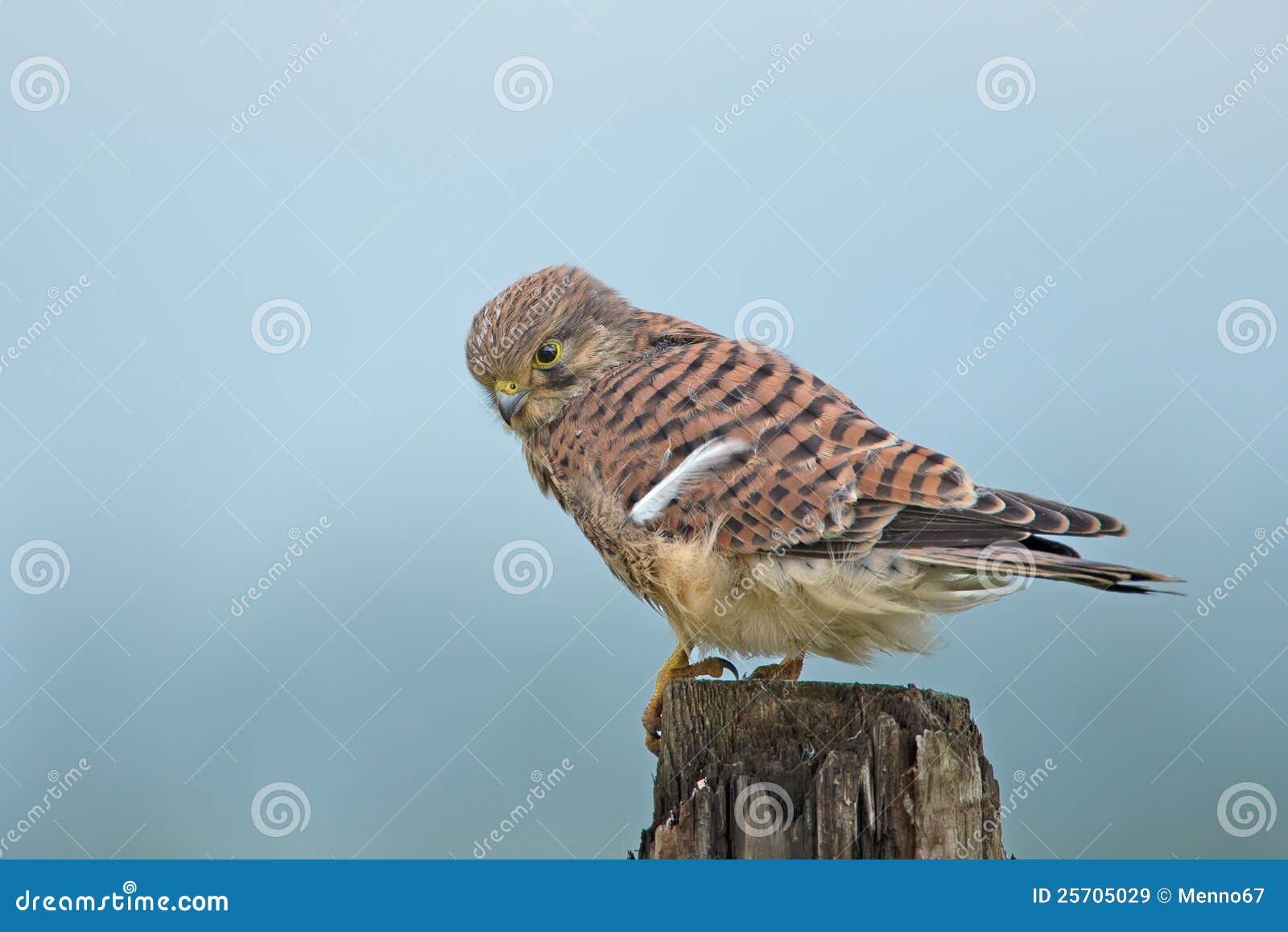 Young Kestrel stock image. Image of close, beak, natural - 25705029
