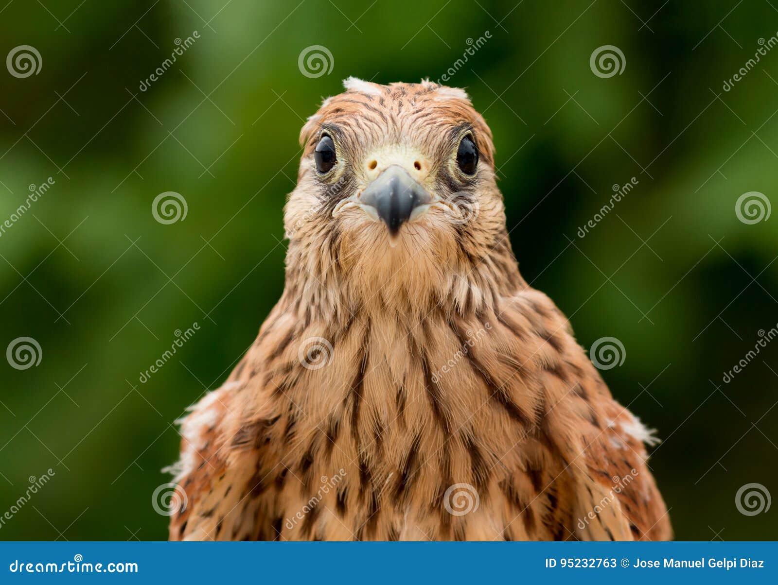 Young Kestrel with a Beautiful Plumage Stock Image - Image of kestrel ...