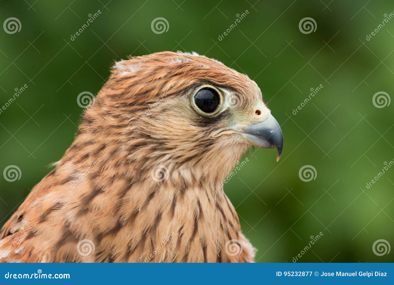 Young Kestrel with a Beautiful Plumage Stock Image - Image of breeding ...