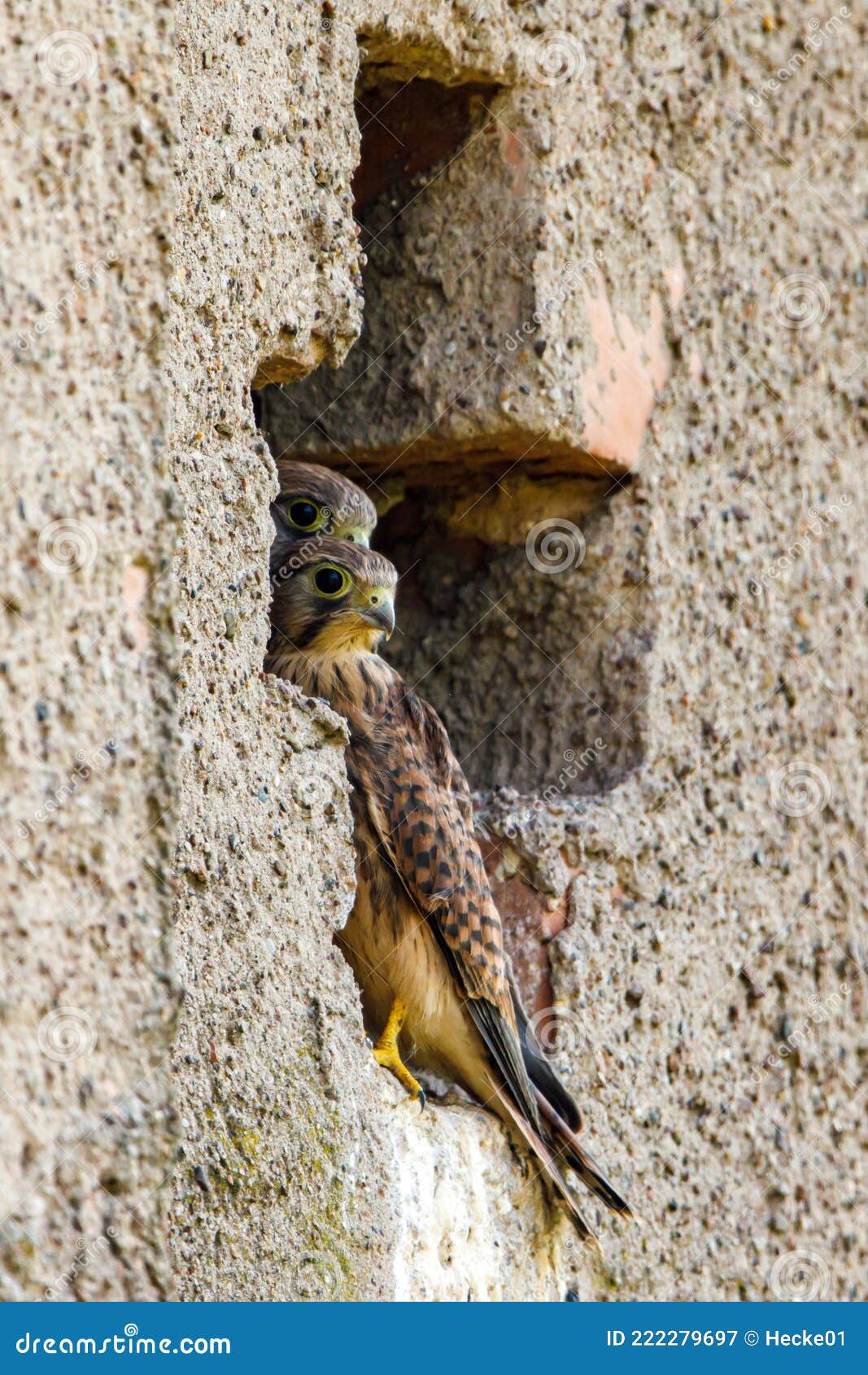 Young Kestrel at the Breeding Cave Stock Image - Image of wild, prey ...