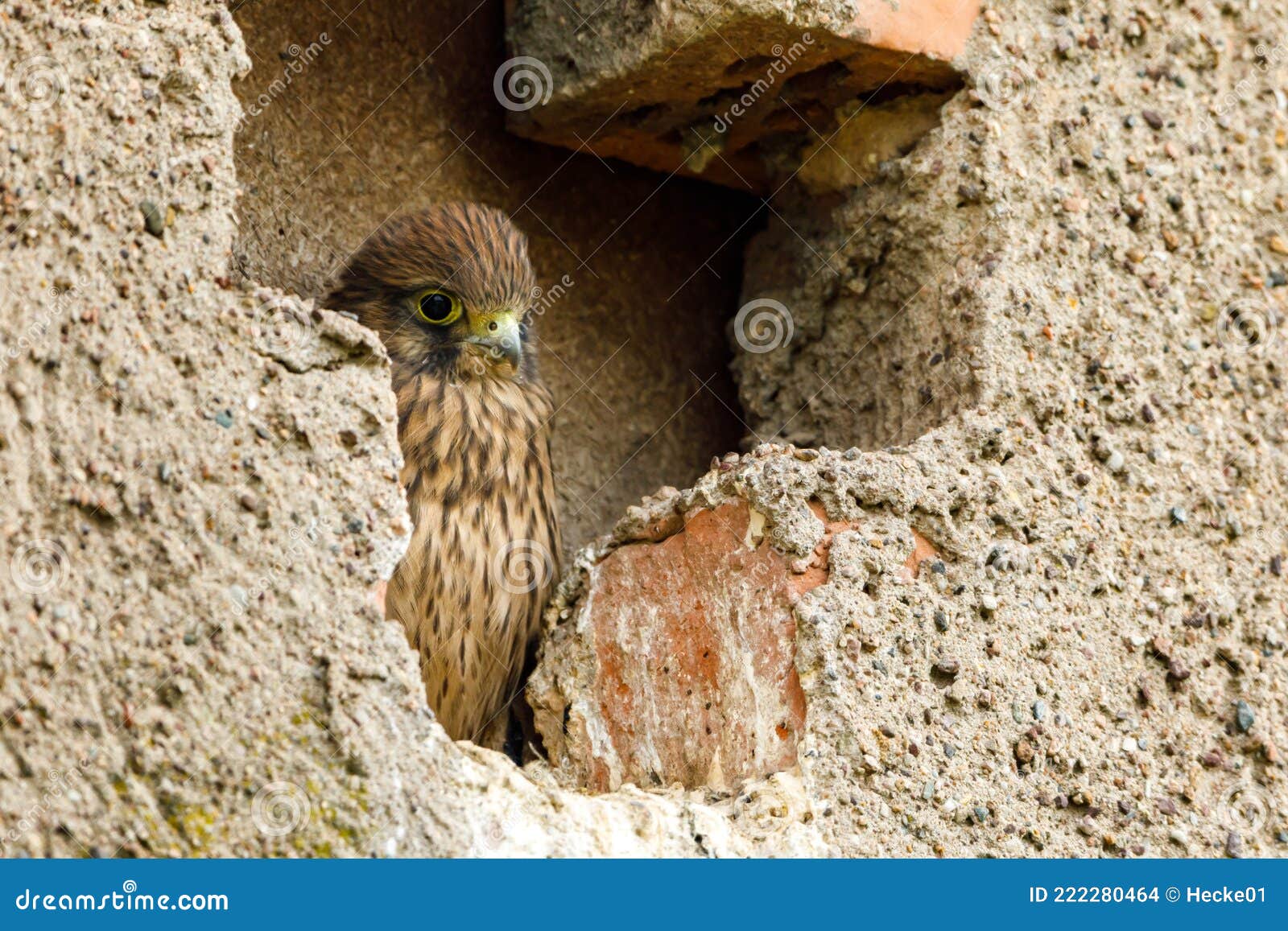 Young Kestrel at the Breeding Cave Stock Photo - Image of kite, falcon ...