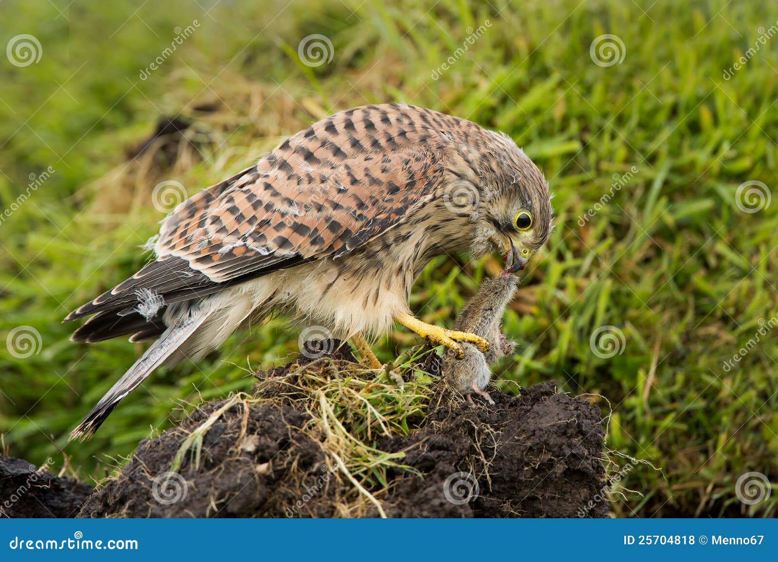 Young Kestrel Eating a Prey Stock Photo - Image of powerful, colorful ...