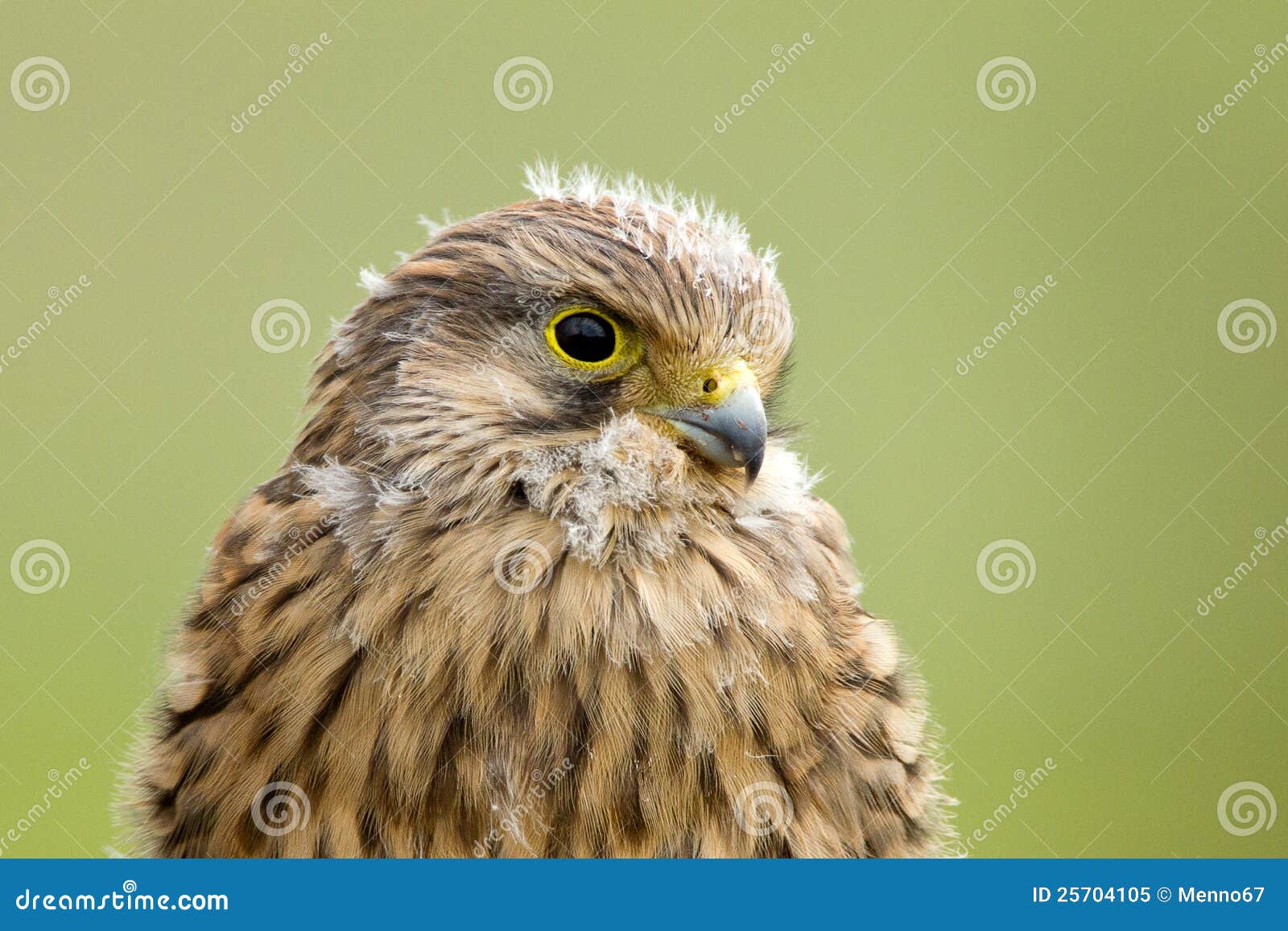 Young Kestrel with Nest Feathers Stock Image - Image of natural ...