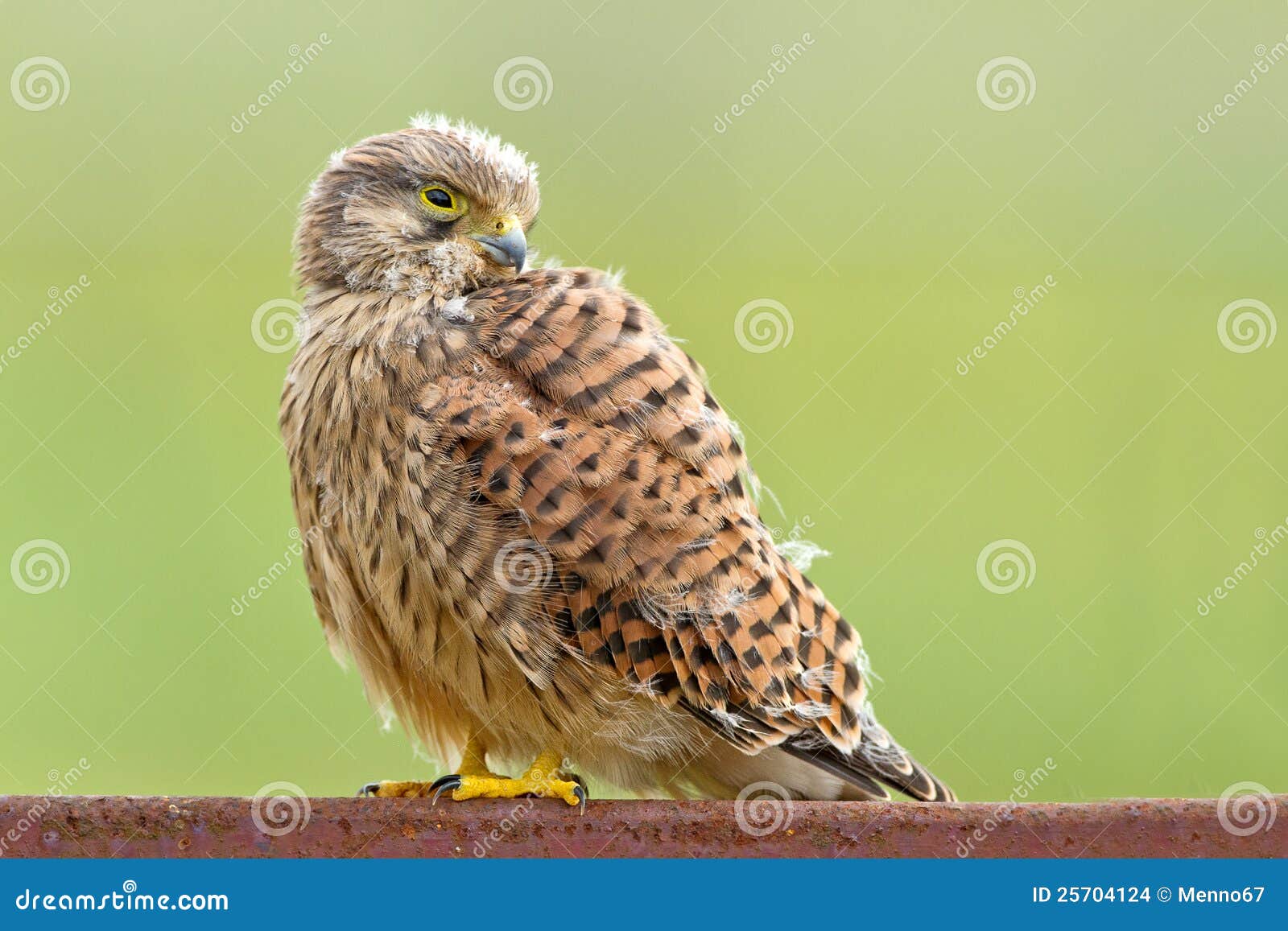 Young Kestrel with Nest Feathers Stock Photo - Image of perch, aves ...