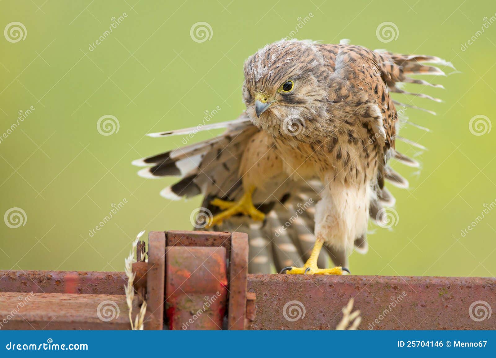 Young Kestrel with Nest Feathers Stock Photo - Image of beak, nature ...