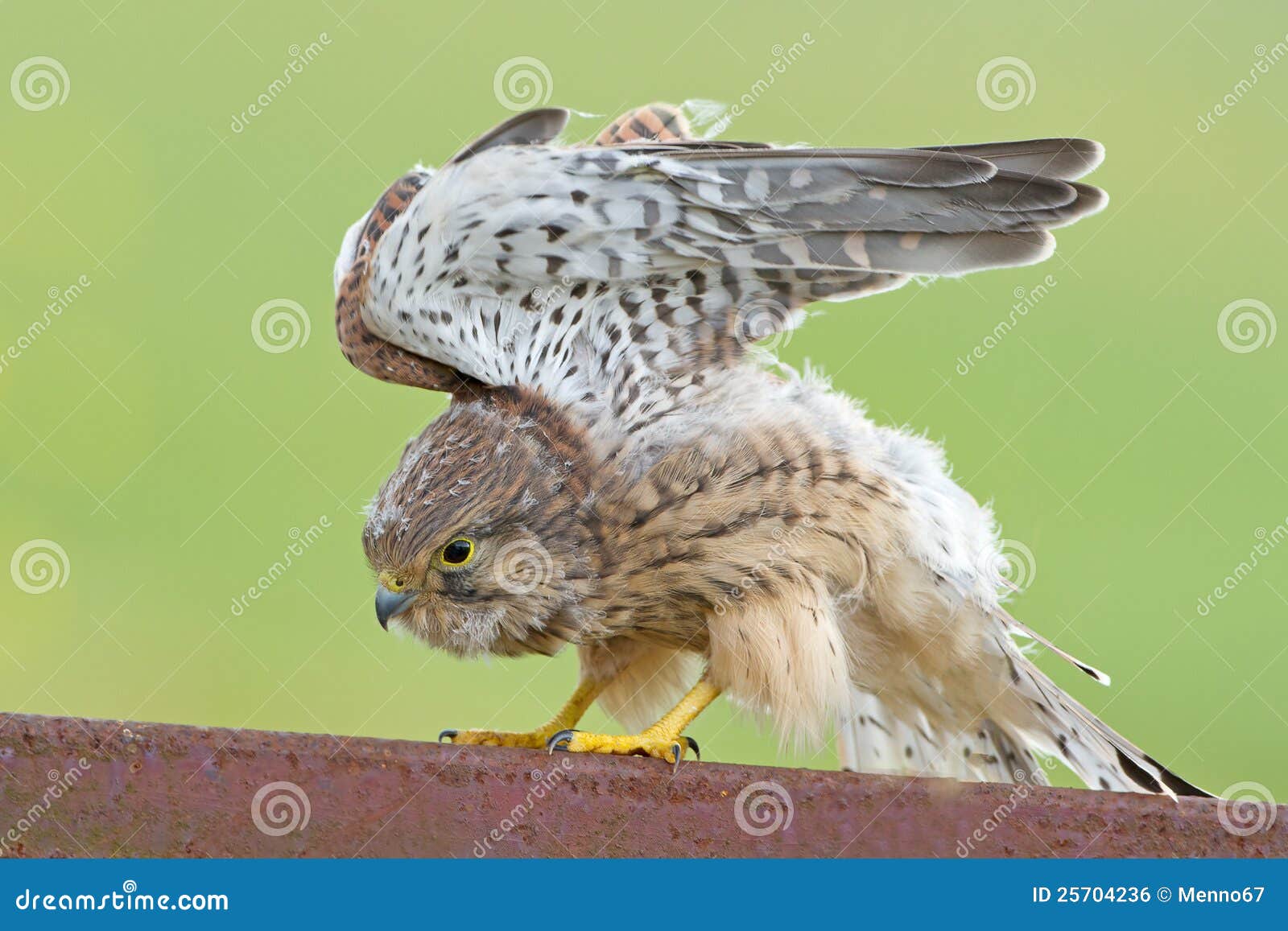 Young Kestrel with Nest Feathers Stock Photo - Image of close, hawk ...