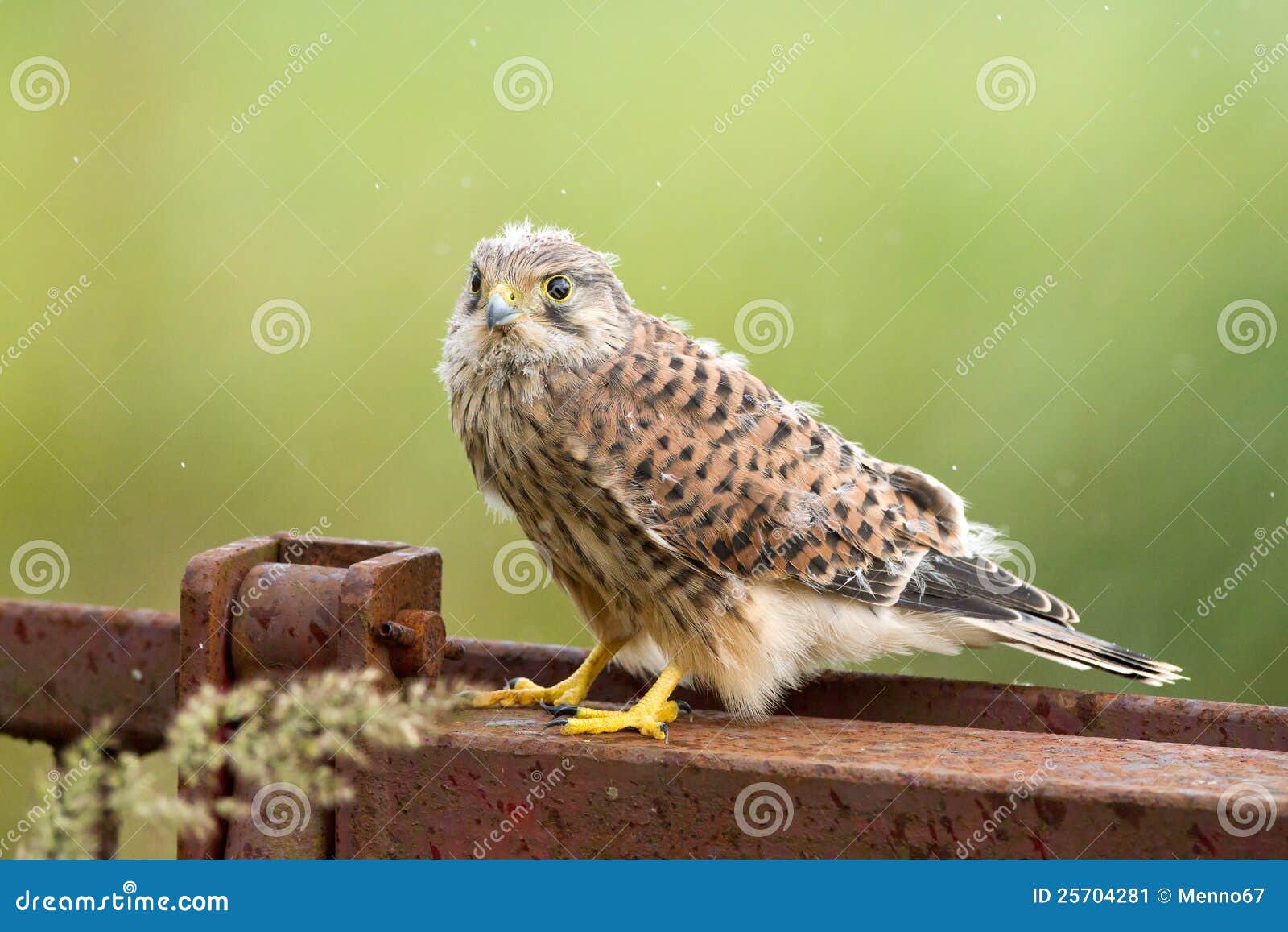 Young Kestrel with Nest Feathers Stock Image - Image of bill, looking ...