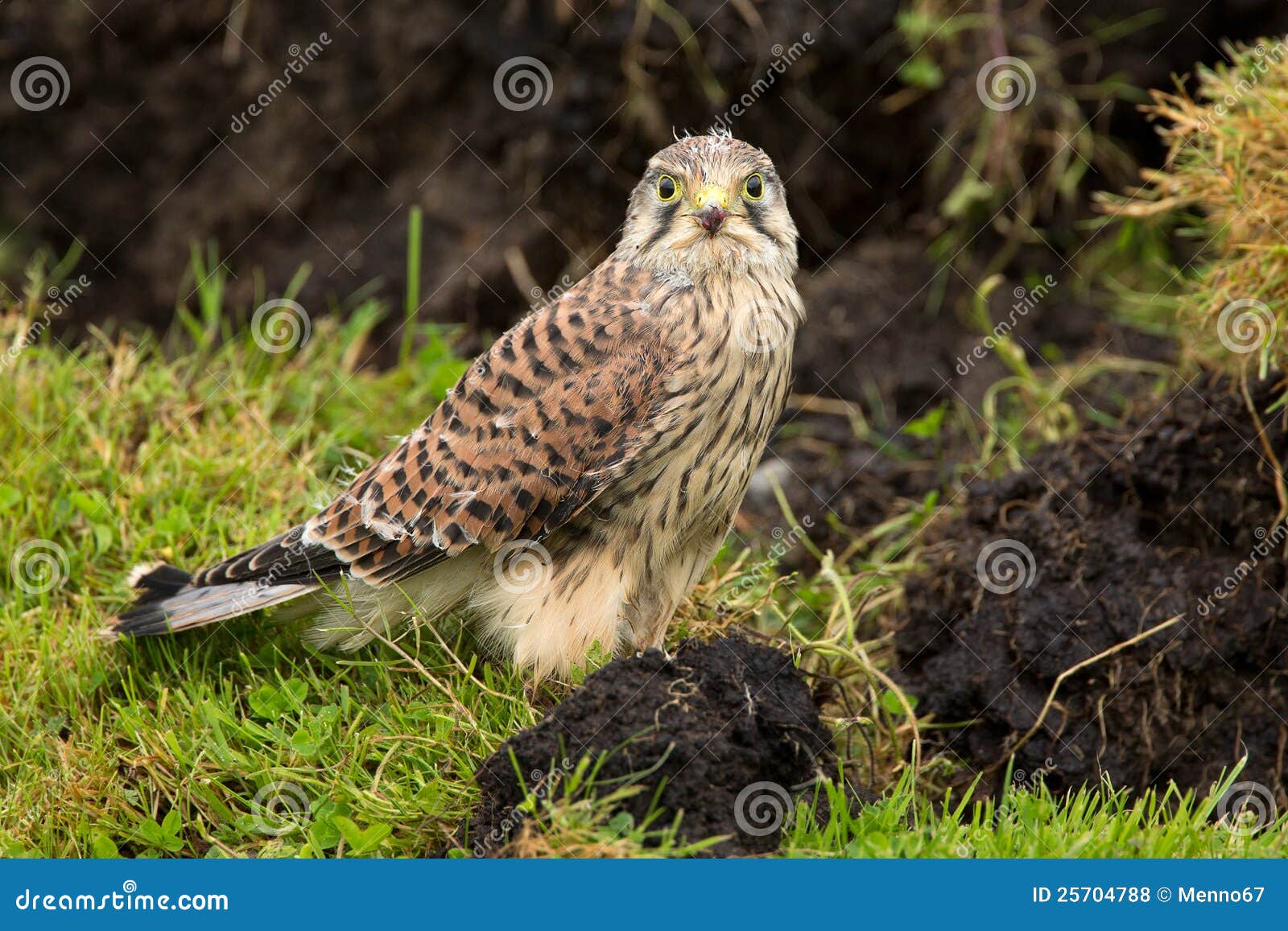 Young Kestrel with Nest Feathers Stock Photo - Image of bird, bill ...
