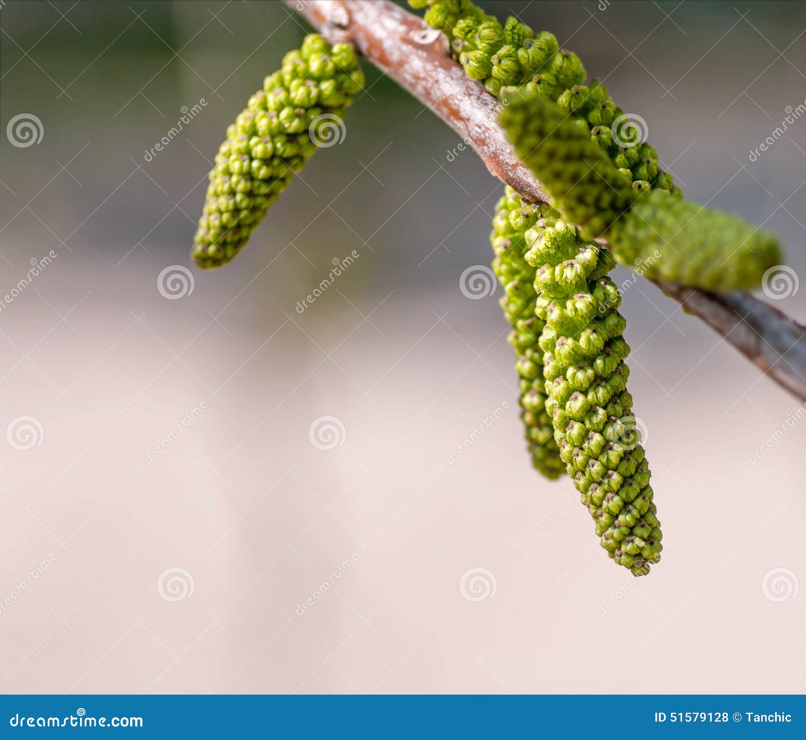 Young Kidney of the Walnut Tree Stock Photo - Image of brown, green ...