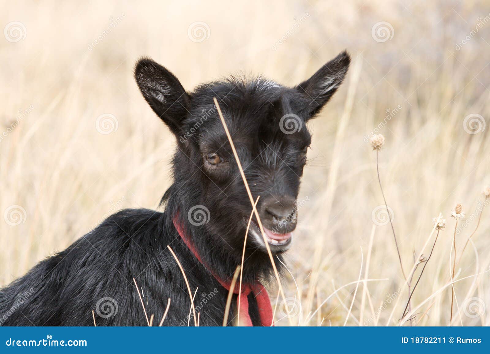 Young Kinder Goat stock image. Image of hoofed, fuzzy - 18782211