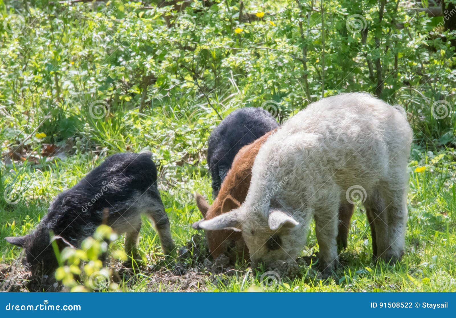 Young Kinky Pigs Grazing in the Grass Stock Photo - Image of brood ...