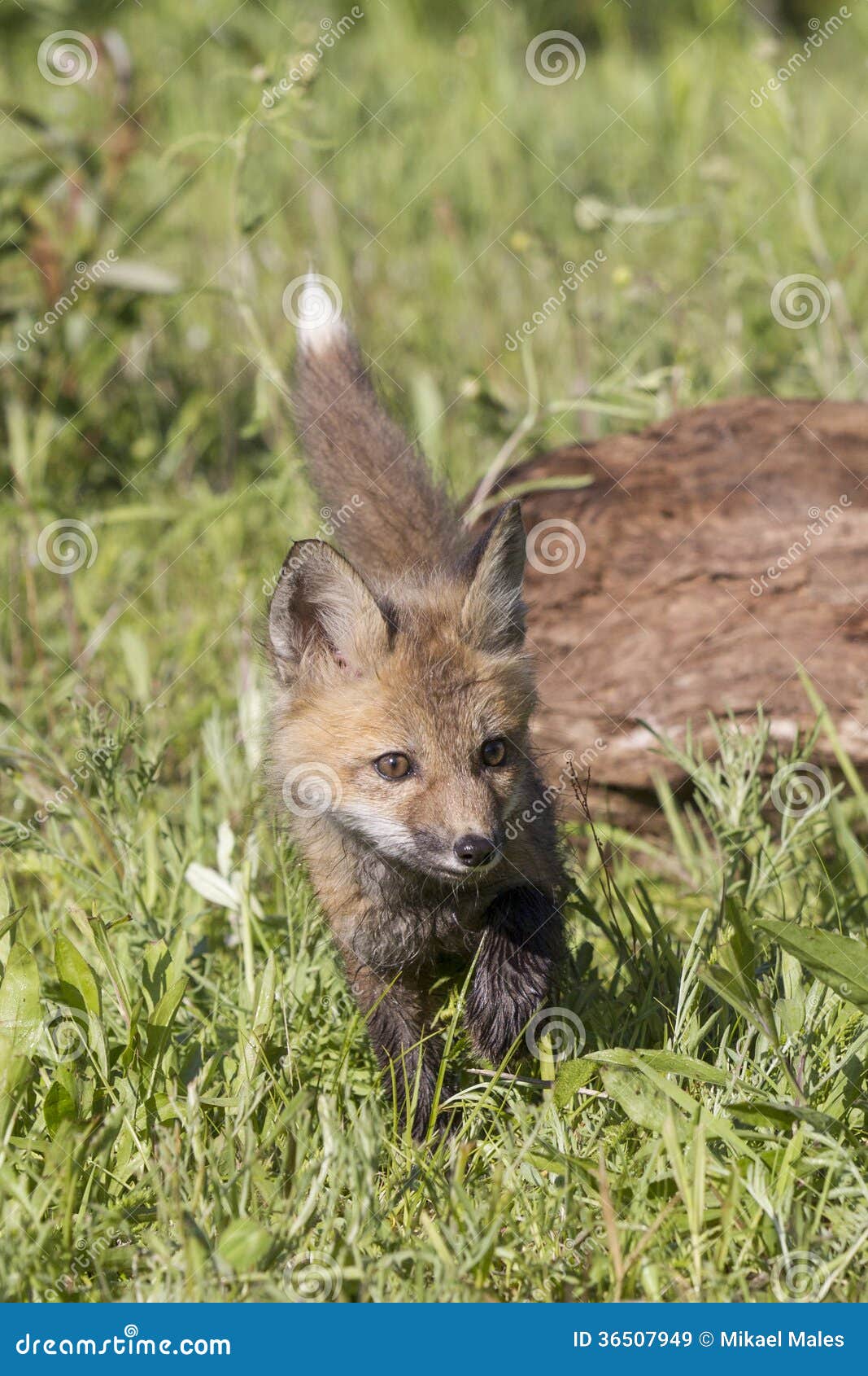 Young Kit Red Fox stock image. Image of animals, carnivora - 36507949