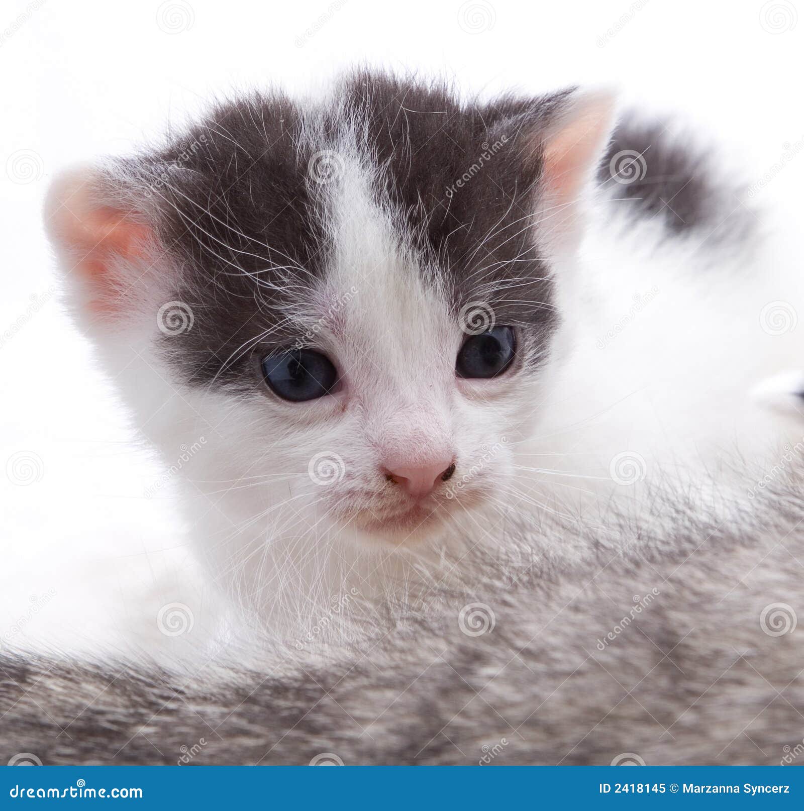 Young kitten stock image. Image of kitten, cute, kitty - 2418145