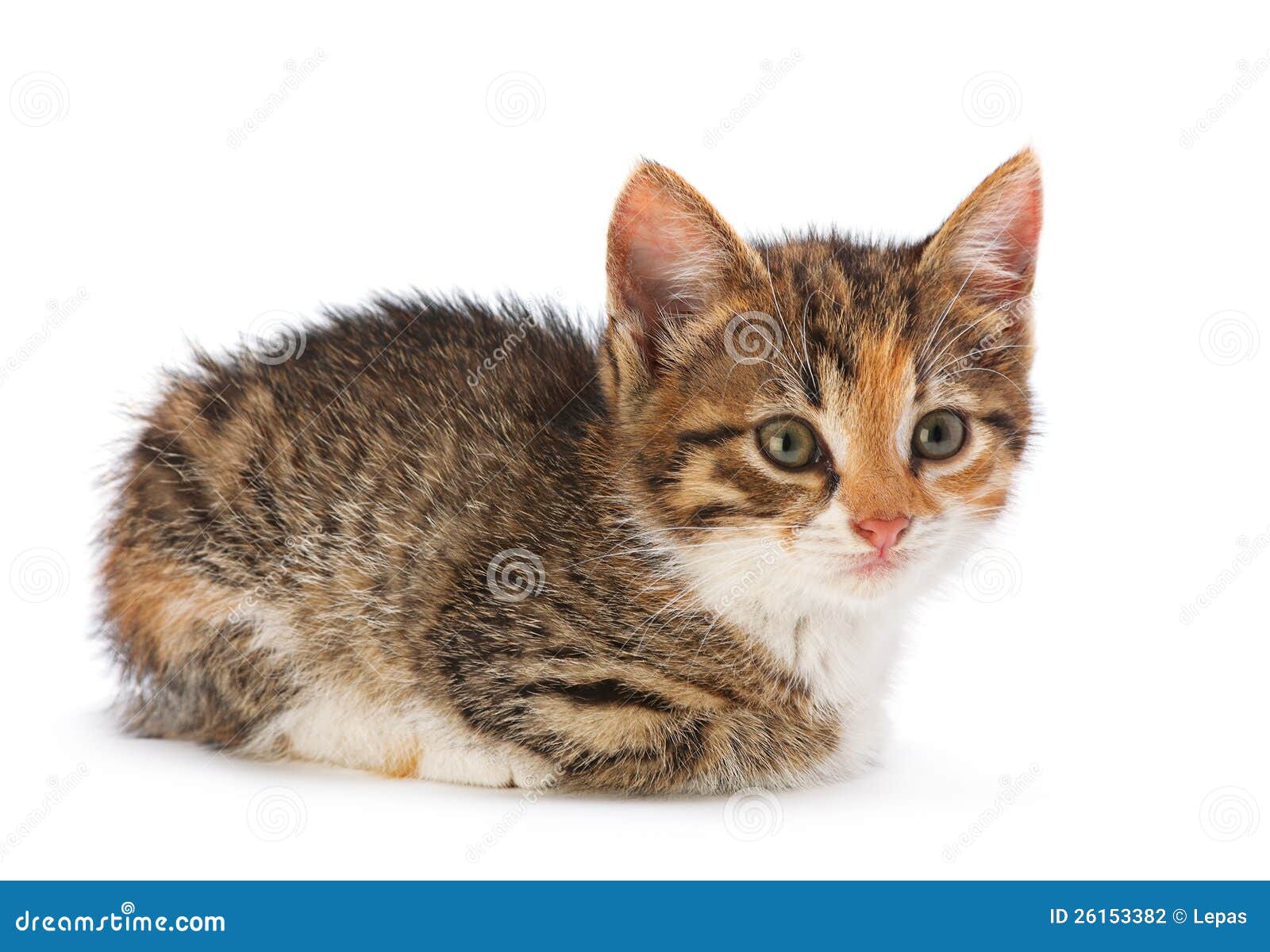 Young kitten stock photo. Image of sitting, vertical - 26153382