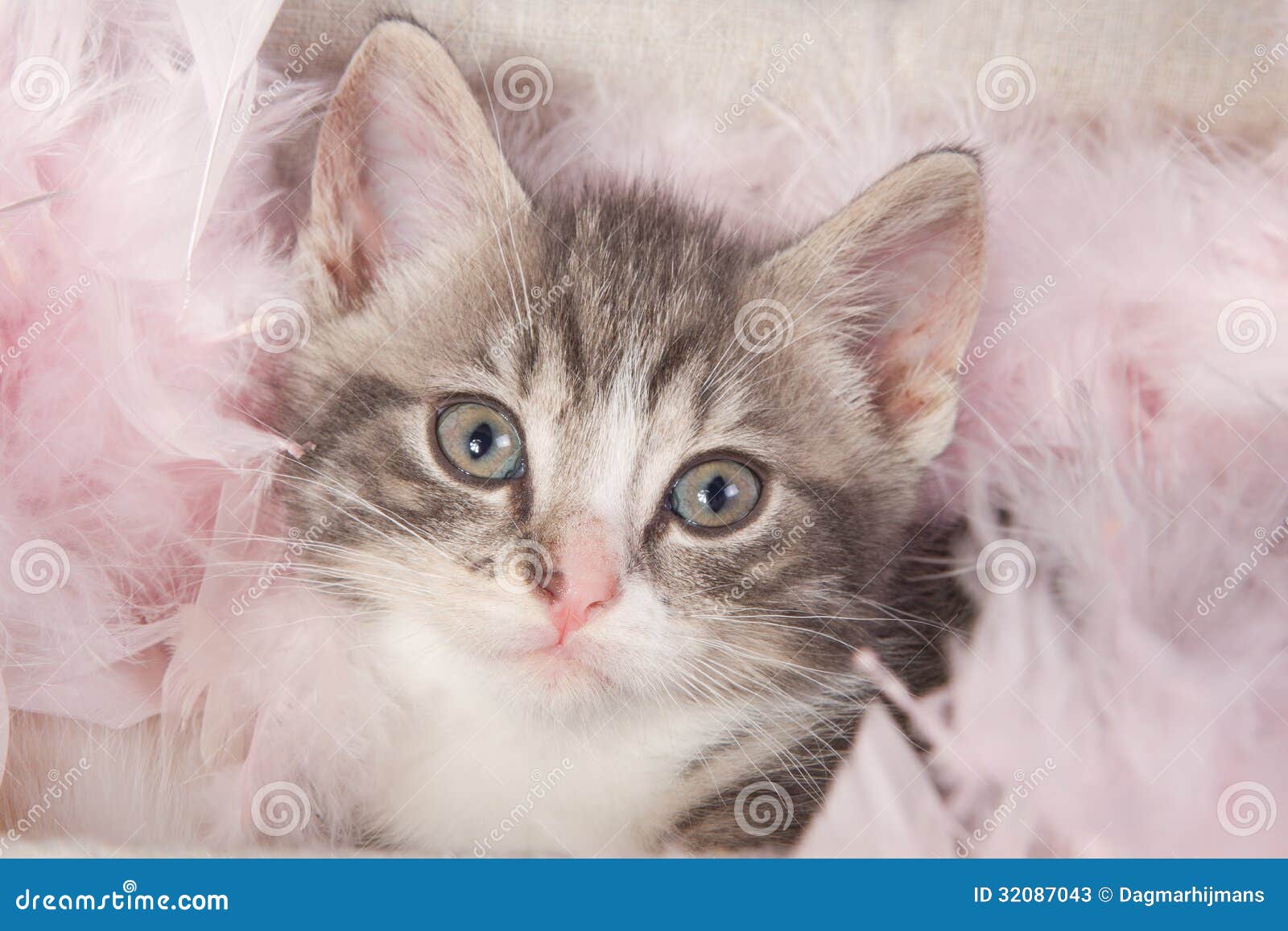 Young kitten in box stock image. Image of green, white - 32087043