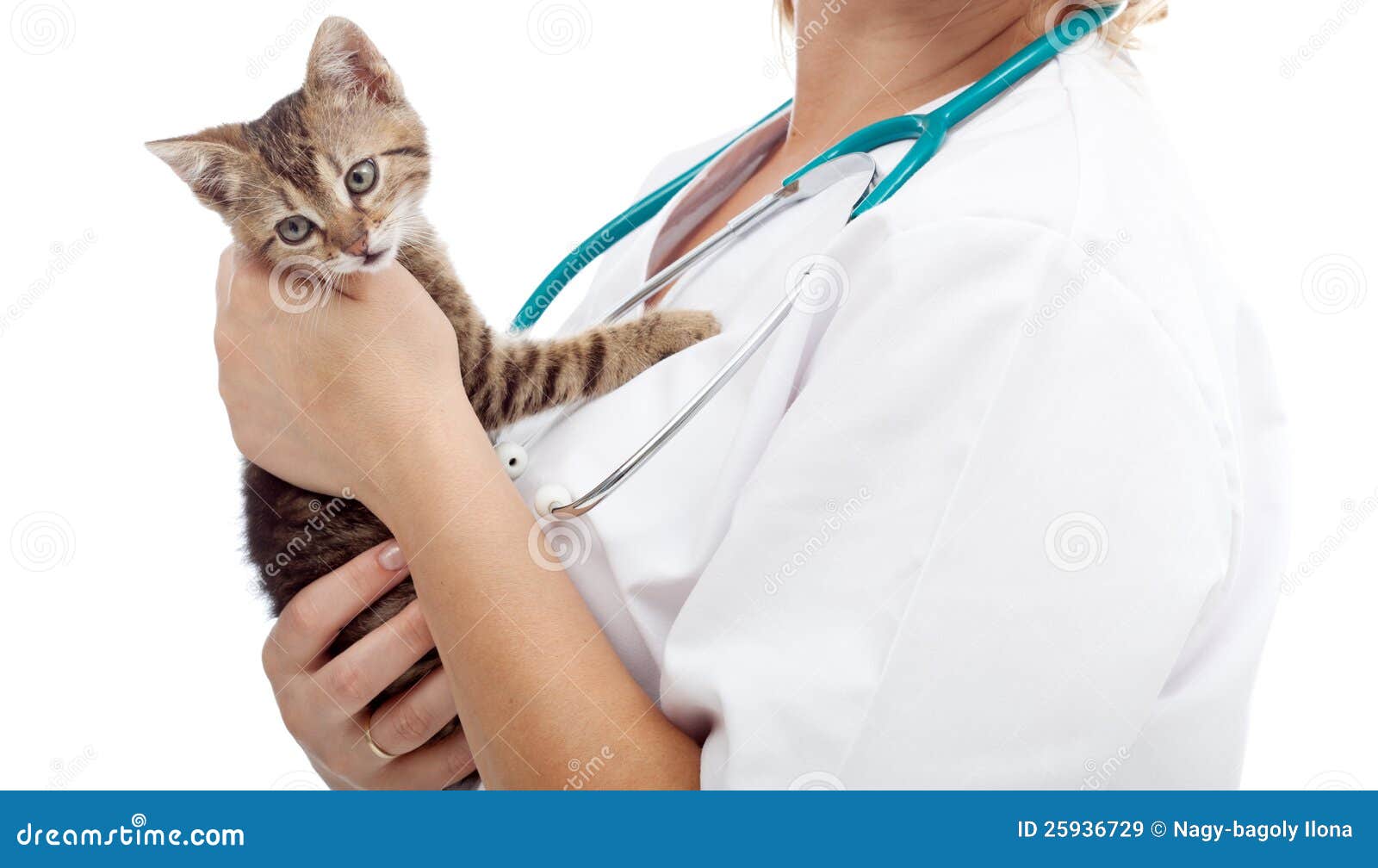 Young Kitten Held by Veterinary Stock Image - Image of occupation ...