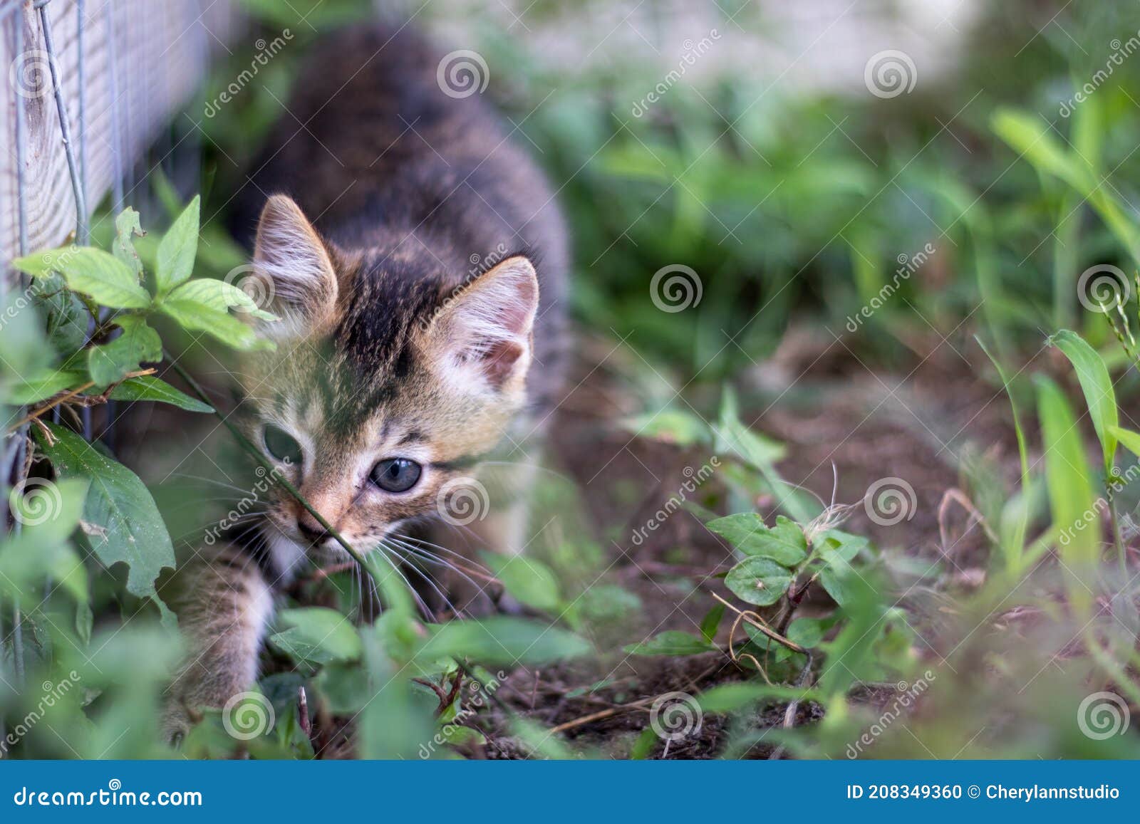 Young Kitten Hunting in Grass Stock Photo - Image of domestic, lively ...