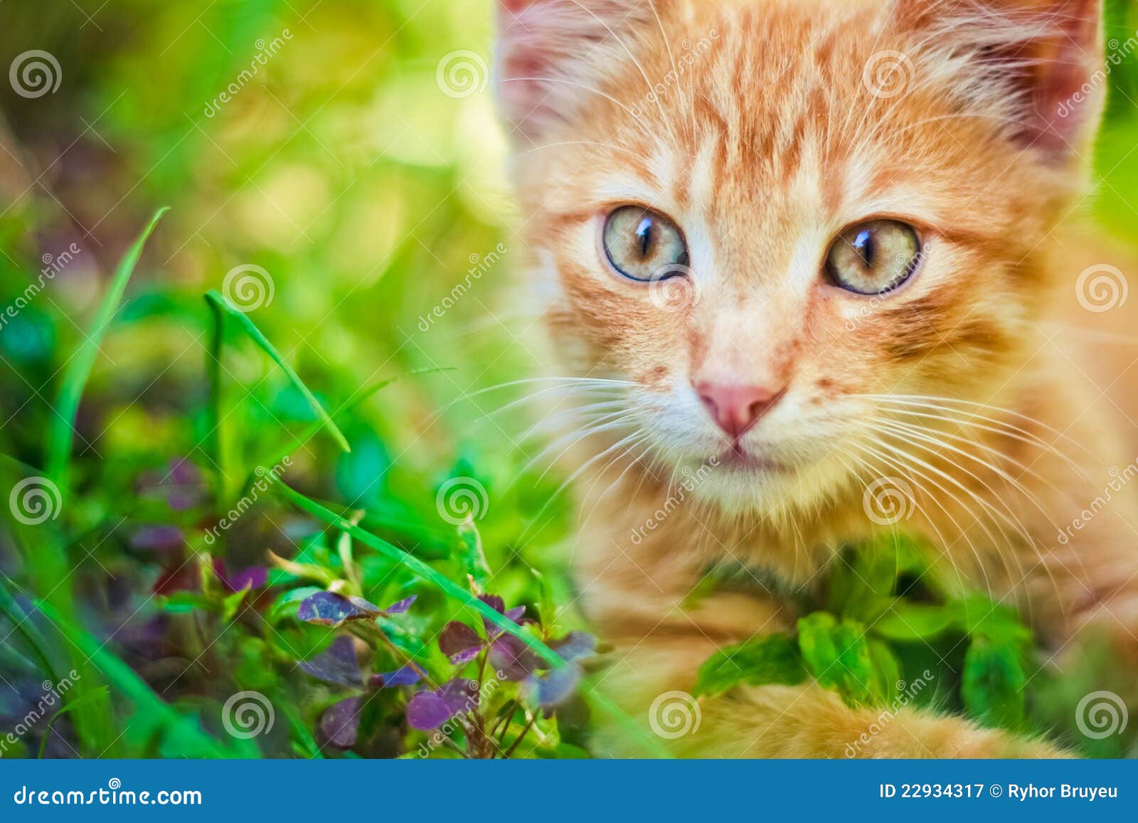 Young Kitten is Hunting on Green Grass Stock Image - Image of domestic ...