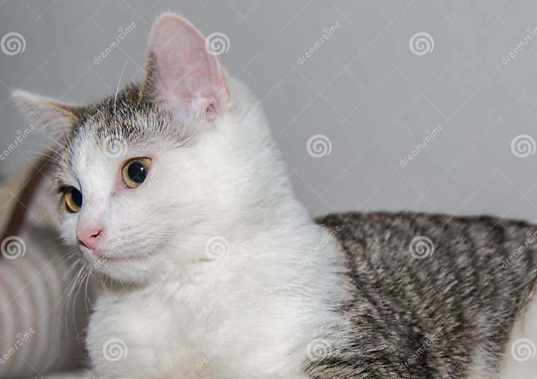 Young kitten model stock photo. Image of kitty, looking - 81470726
