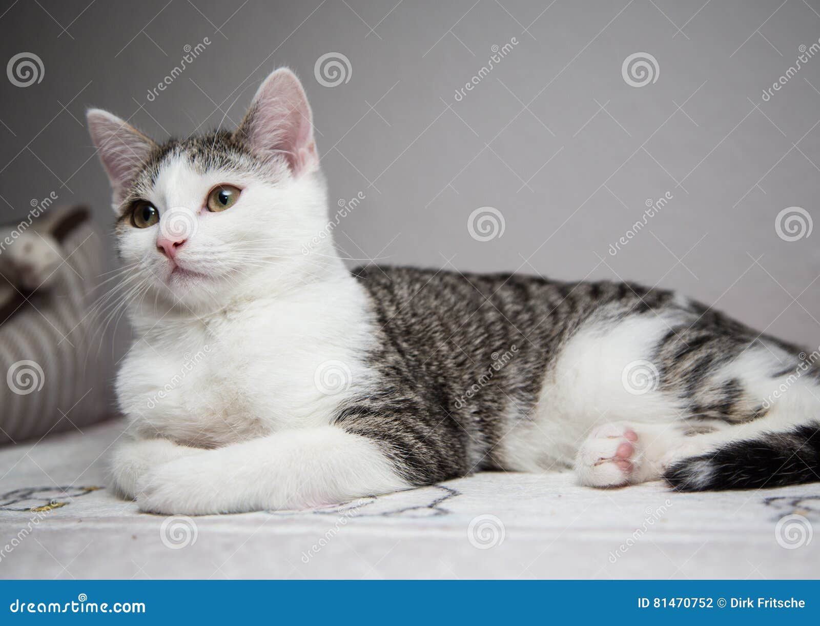 Young kitten model stock photo. Image of whiskers, kitten - 81470752