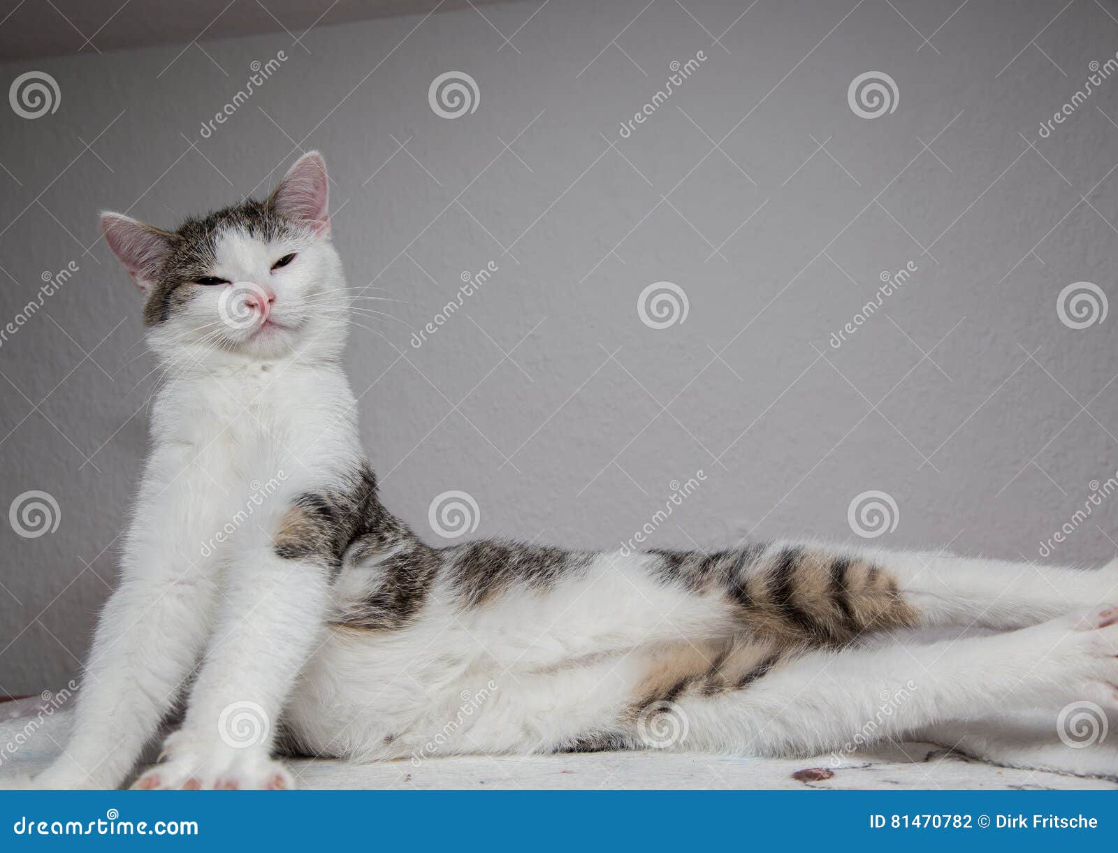 Young kitten model stock photo. Image of portrait, baby - 81470782