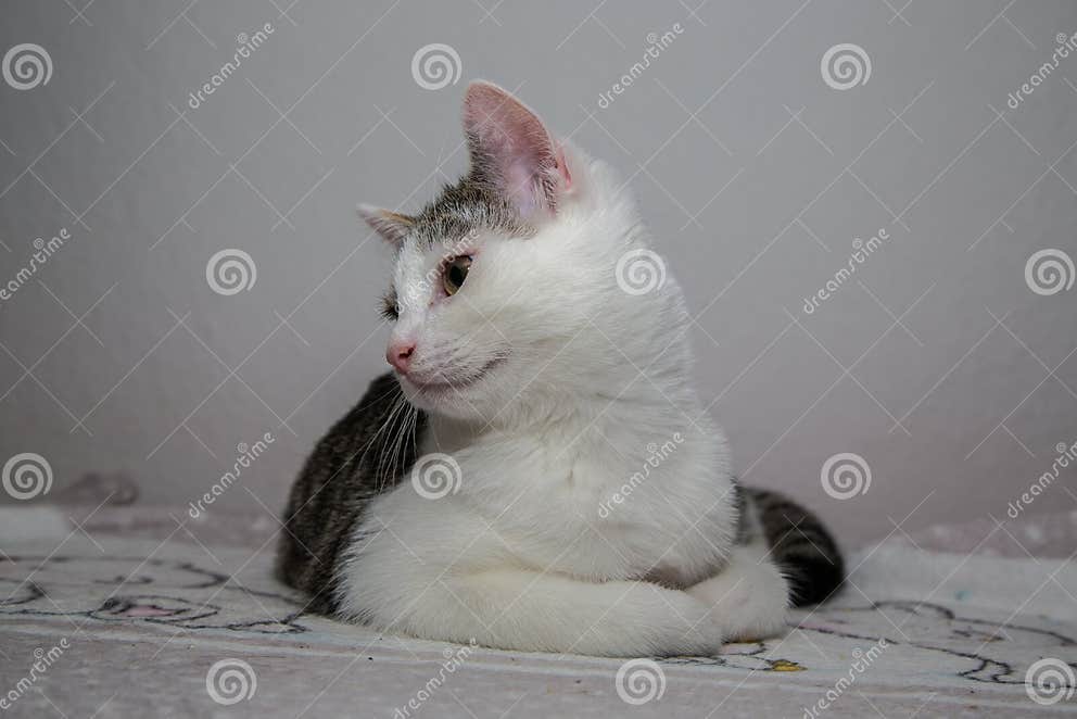 Young kitten model stock photo. Image of hair, animal - 81474240