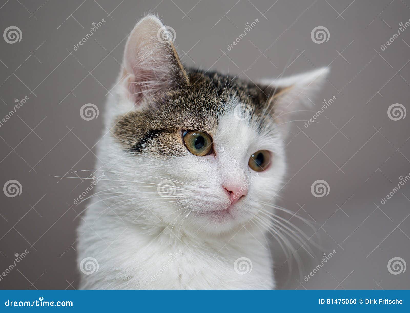 Young kitten model stock photo. Image of domestic, kitten - 81475060