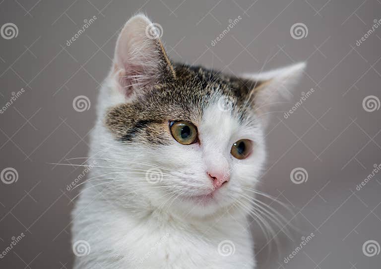 Young kitten model stock photo. Image of domestic, kitten - 81475060