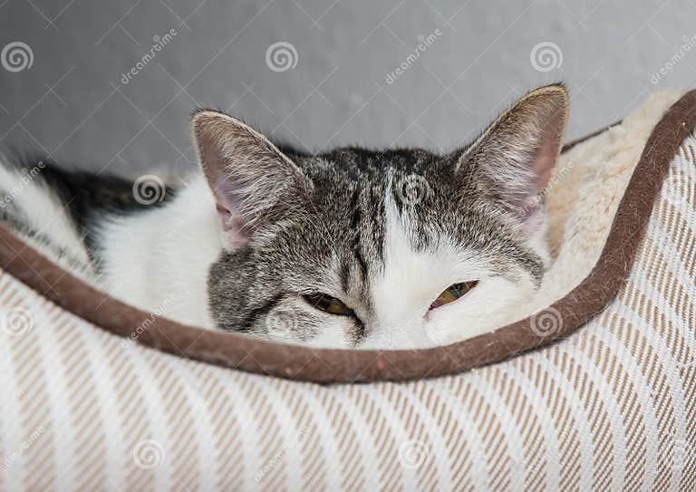 Young kitten model stock image. Image of portrait, baby - 81475249