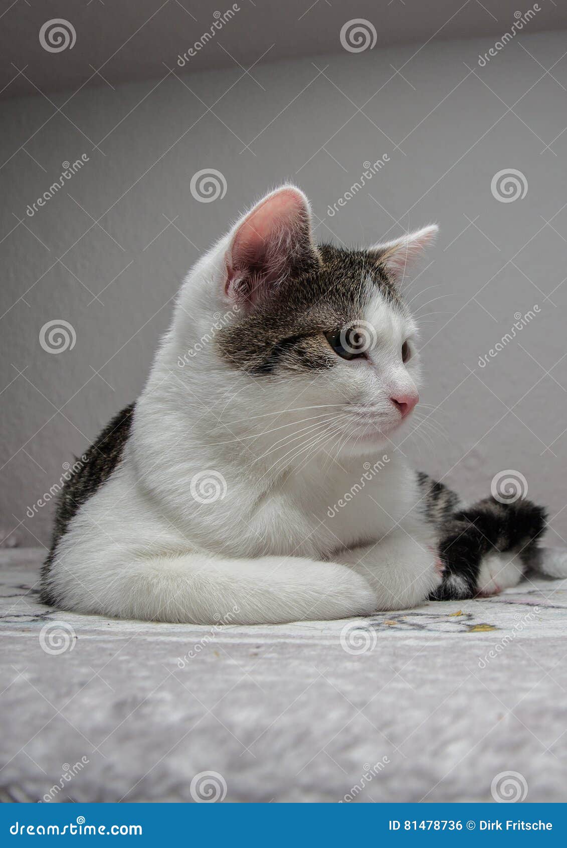 Young kitten model stock photo. Image of whiskers, small - 81478736