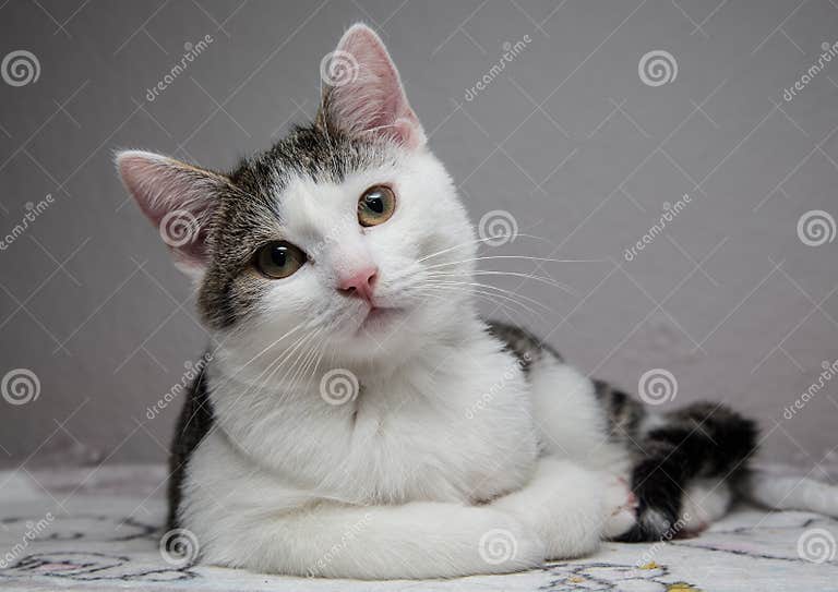 Young kitten model stock image. Image of young, small - 81479743