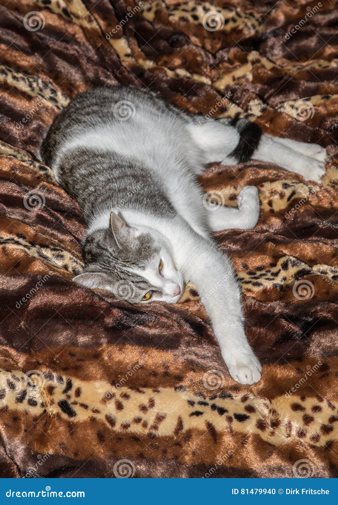 Young kitten model stock photo. Image of kitty, small - 81479940