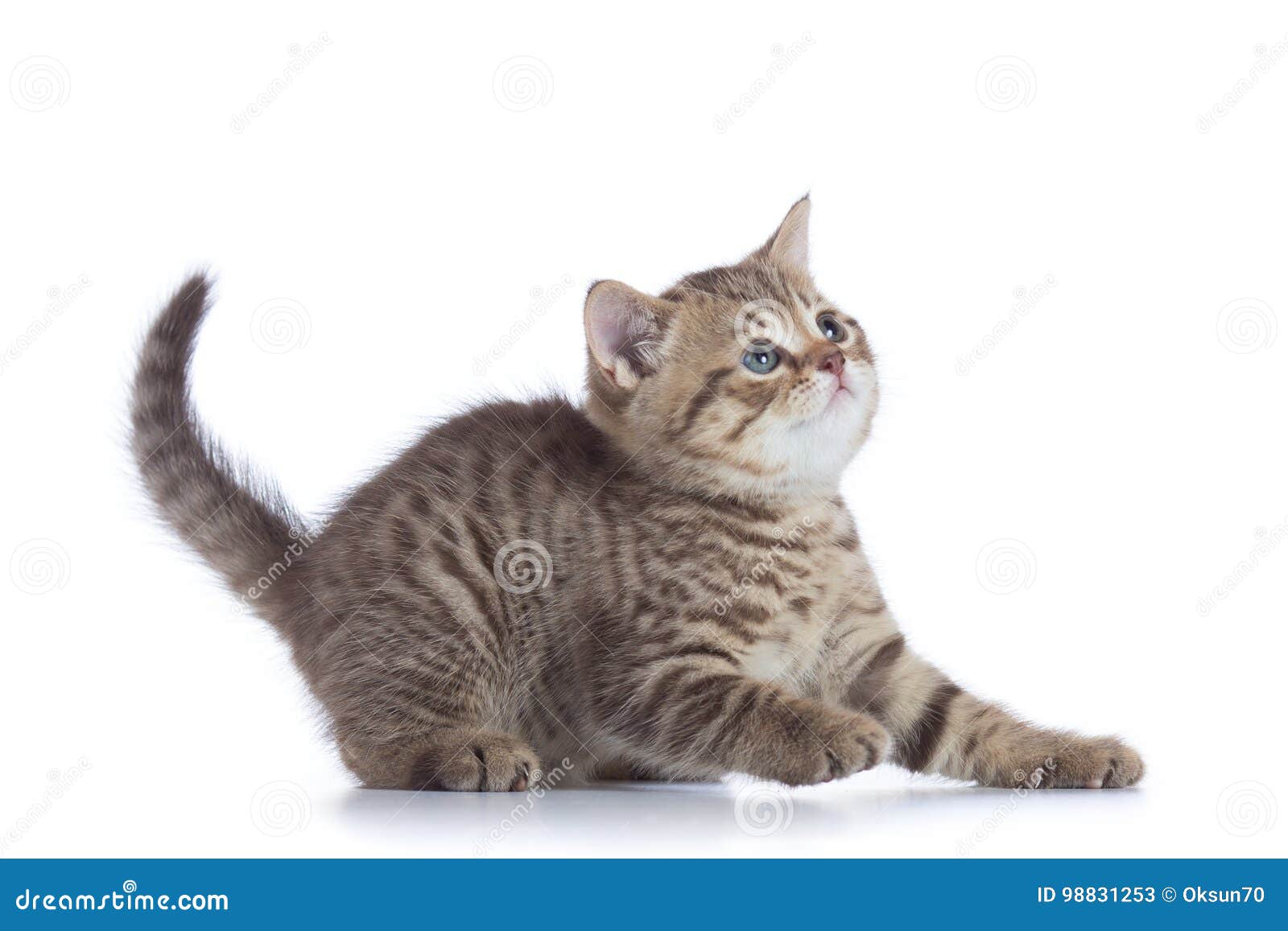 Young Kitten Side View. Cat Tabby Kitten Looks Up Isolated. Stock Image ...