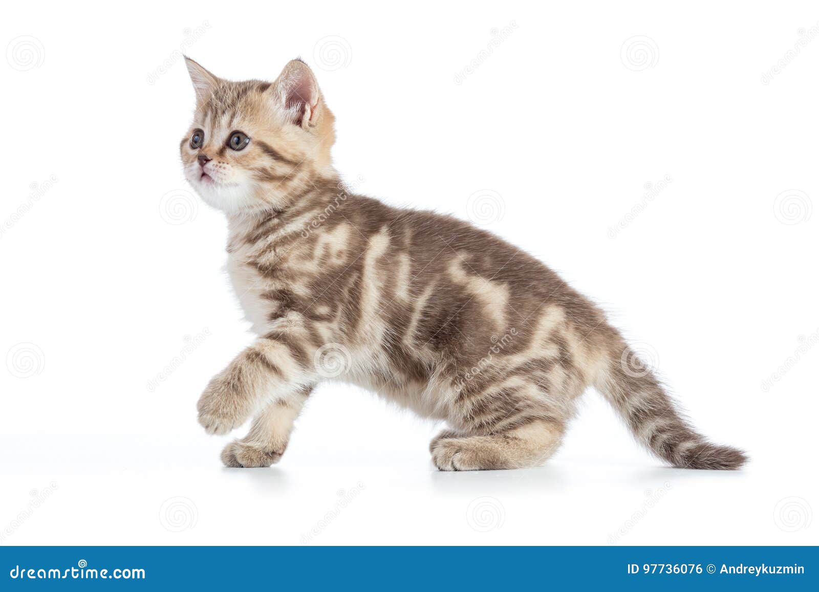 Young Kitten Side View. Walking Tabby Kitten Isolated. Stock Photo ...