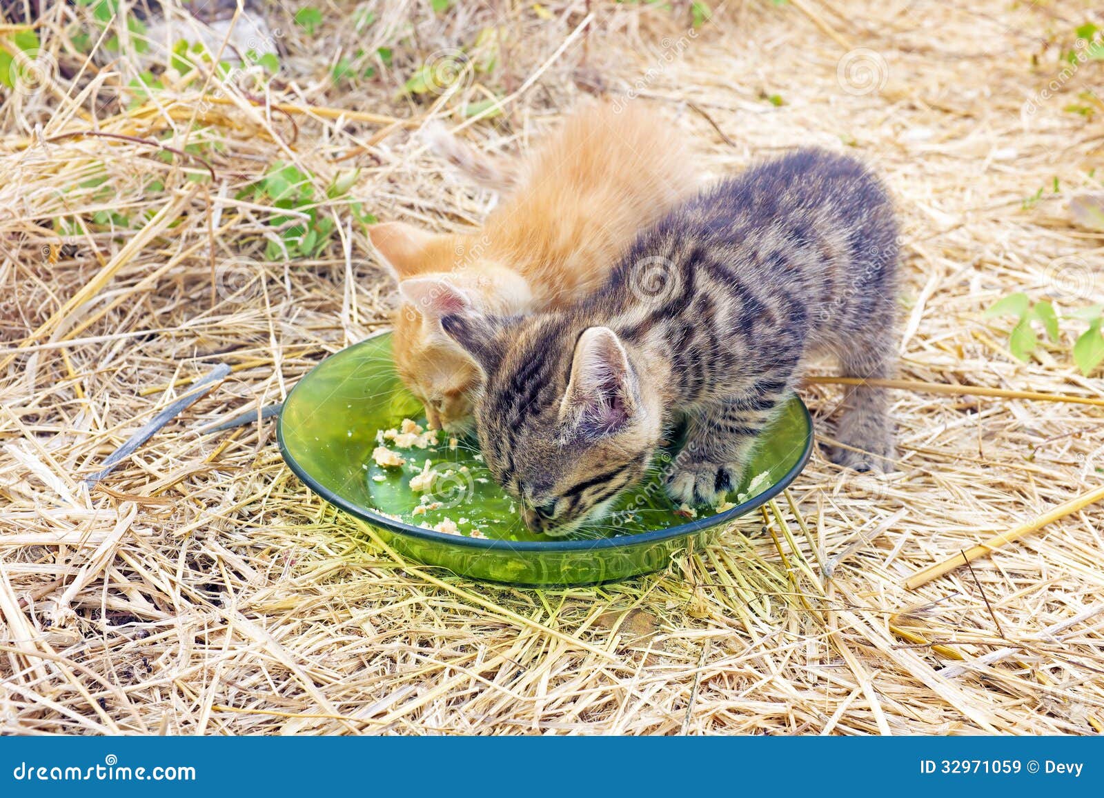 Young kittens eating stock image. Image of kitten, adorable - 32971059