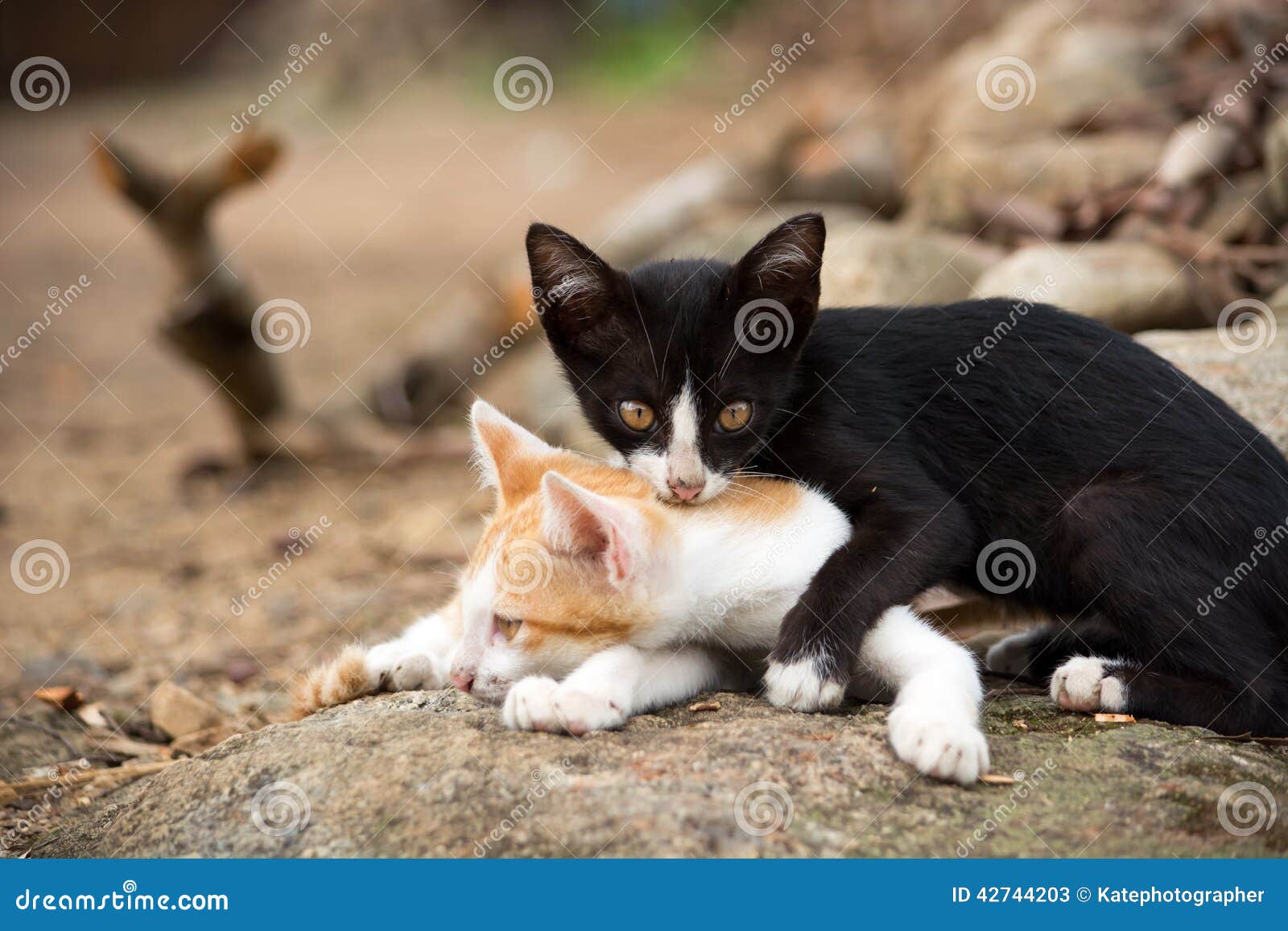 Young Kittens Playing on the Rock. Stock Image - Image of breed, feline ...