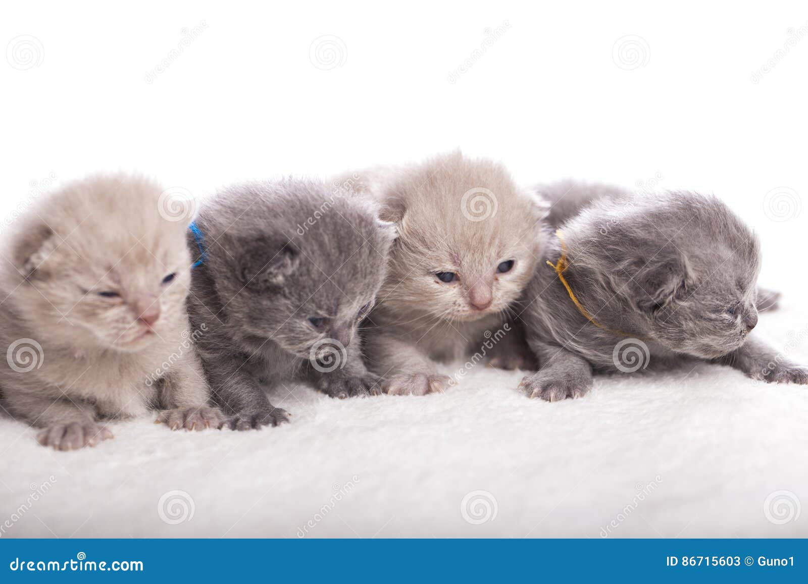 Young kittens stock image. Image of flowers, water, colorful - 86715603