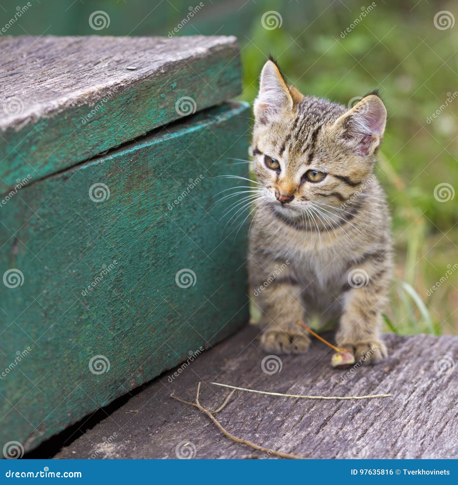 Young kittens sneak stock photo. Image of adorable, furry - 97635816