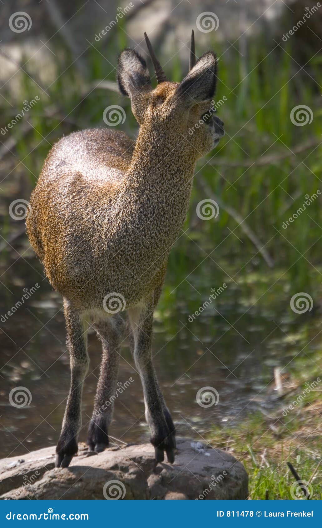 Klipspringer Male On A Rock Royalty-Free Stock Photography ...