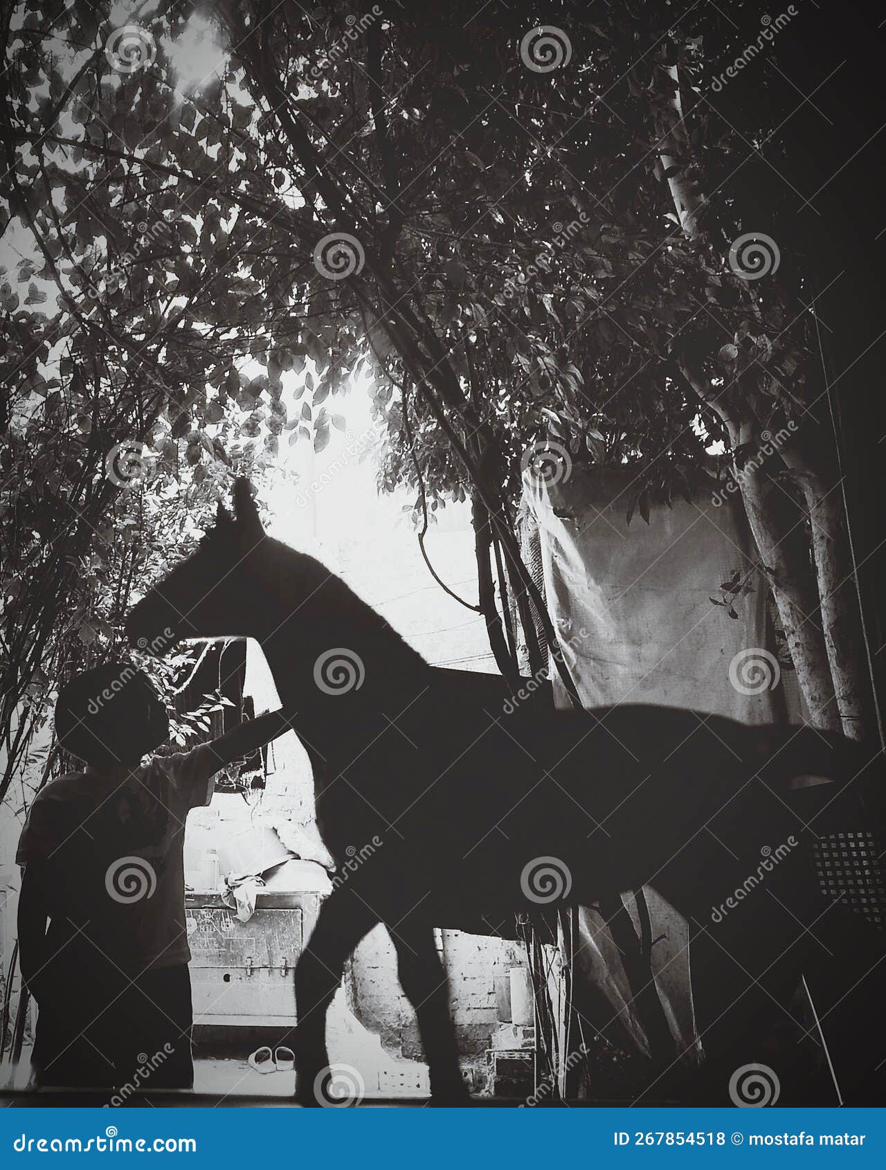 Young knight Shadow stock photo. Image of young, knight - 267854518