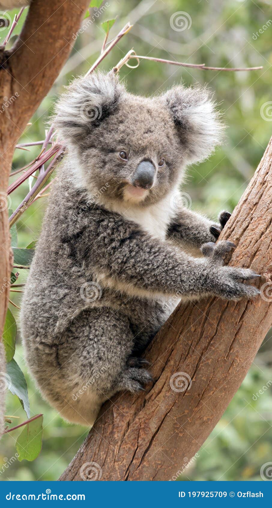 The Young Koala is Grey and Rufous with Fluffy Ears Stock Image - Image ...