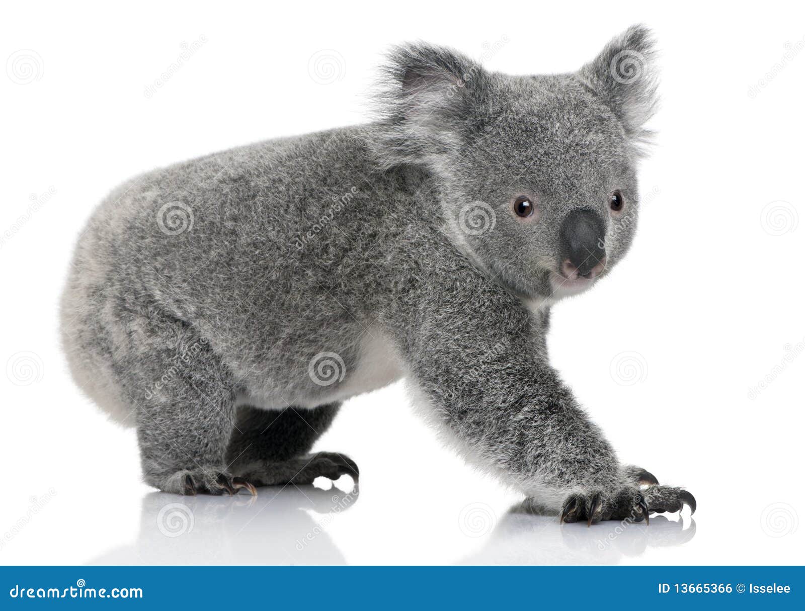 270 Koala Standing Photos - Free & Royalty-Free Stock Photos from ...