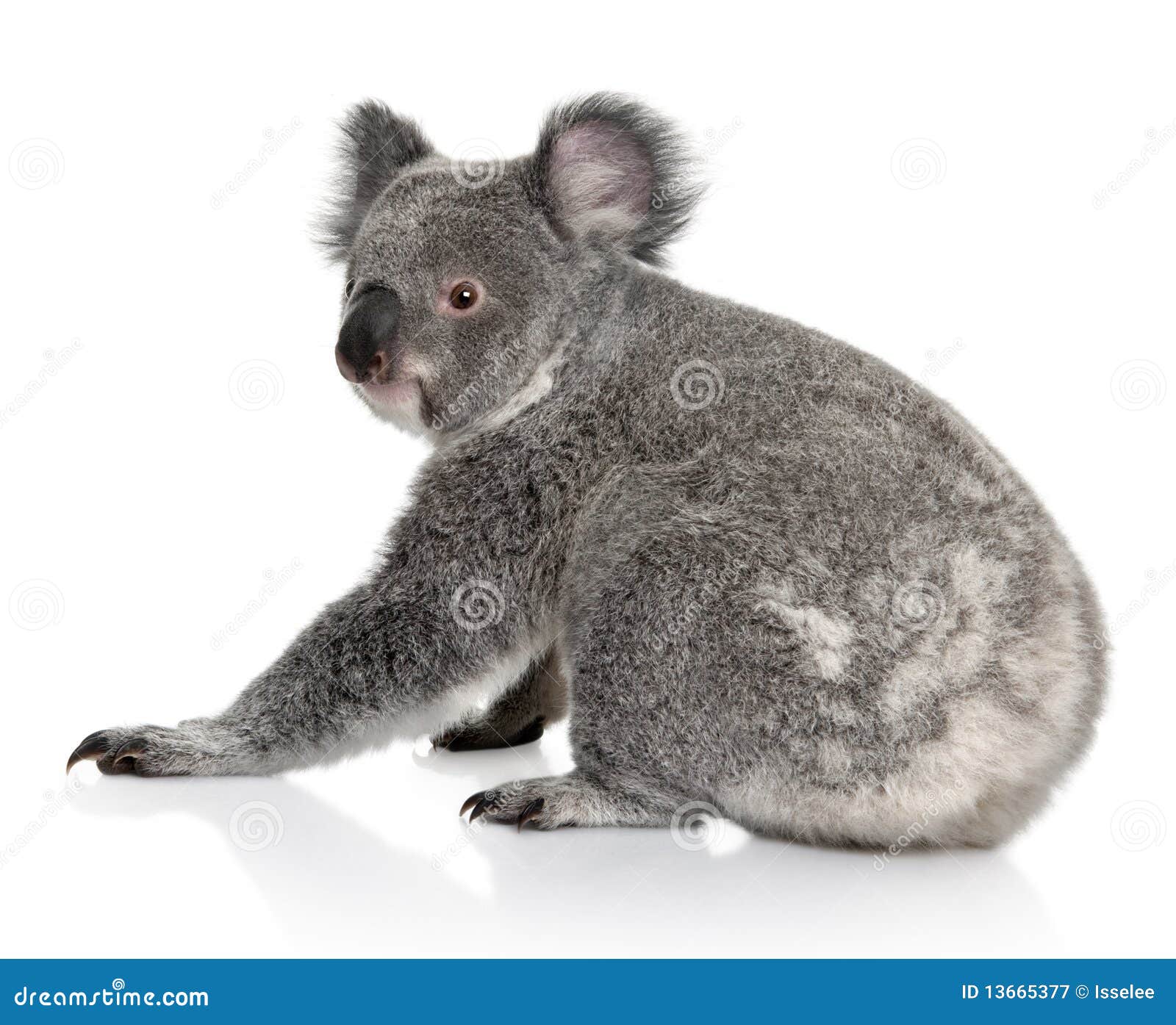 KOALA Phascolarctos Cinereus, YOUNG STANDING IN TREE, AUSTRALIA Royalty ...
