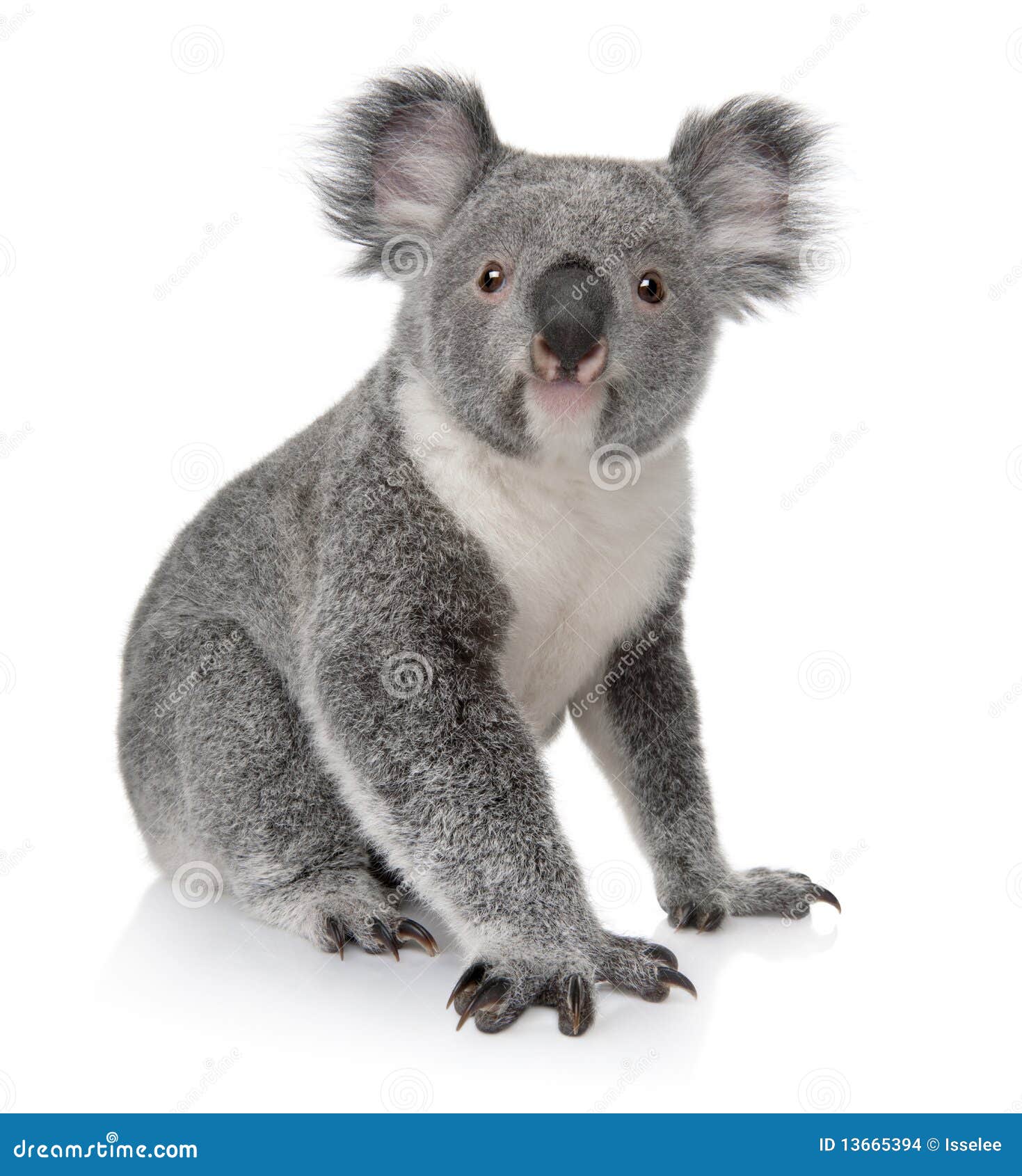 KOALA Phascolarctos Cinereus, FEMALE EATING EUCALYPTUS LEAF WITH YOUNG ...