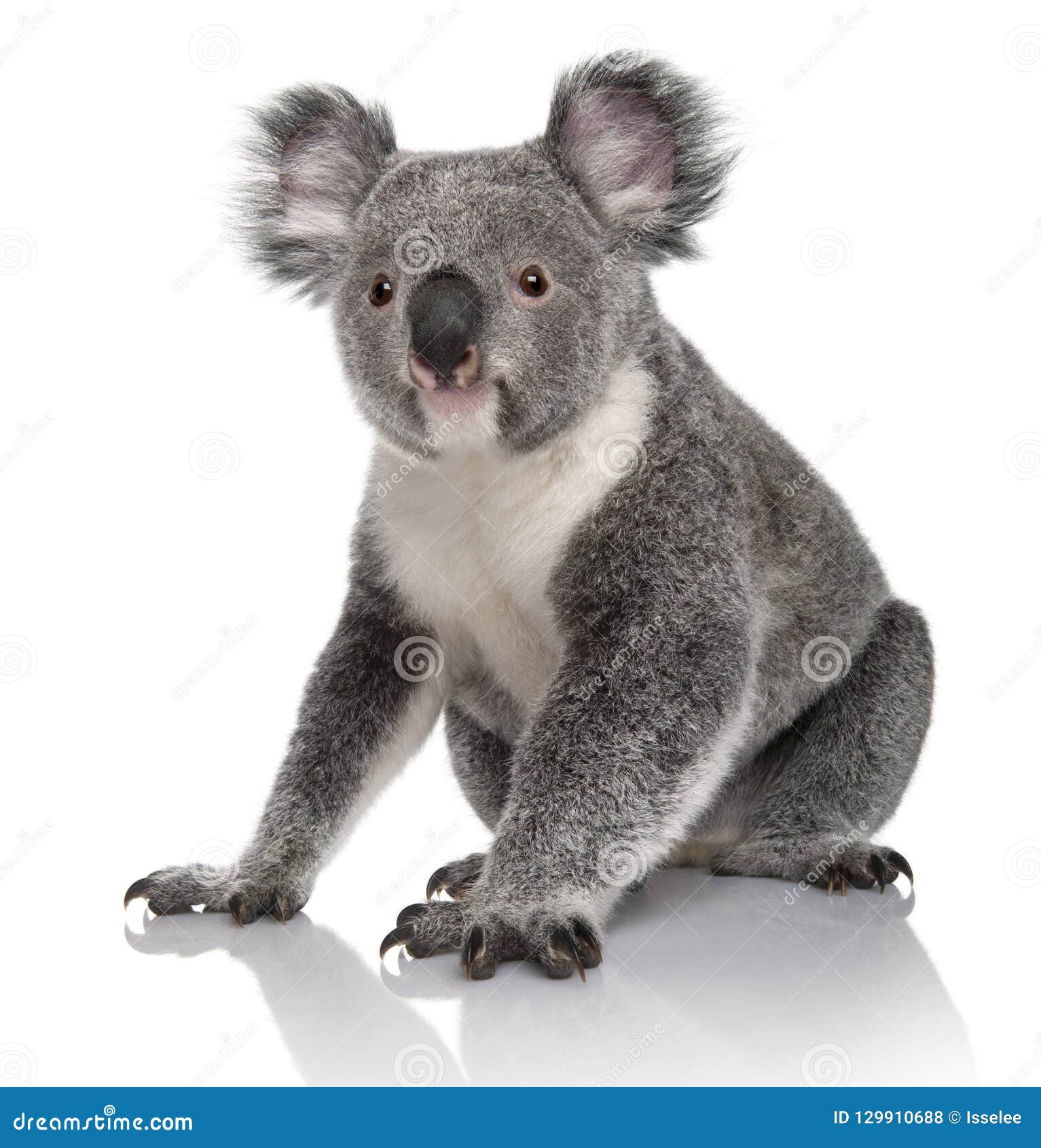 Young Koala, Phascolarctos Cinereus, 14 Months Old Stock Photo - Image ...