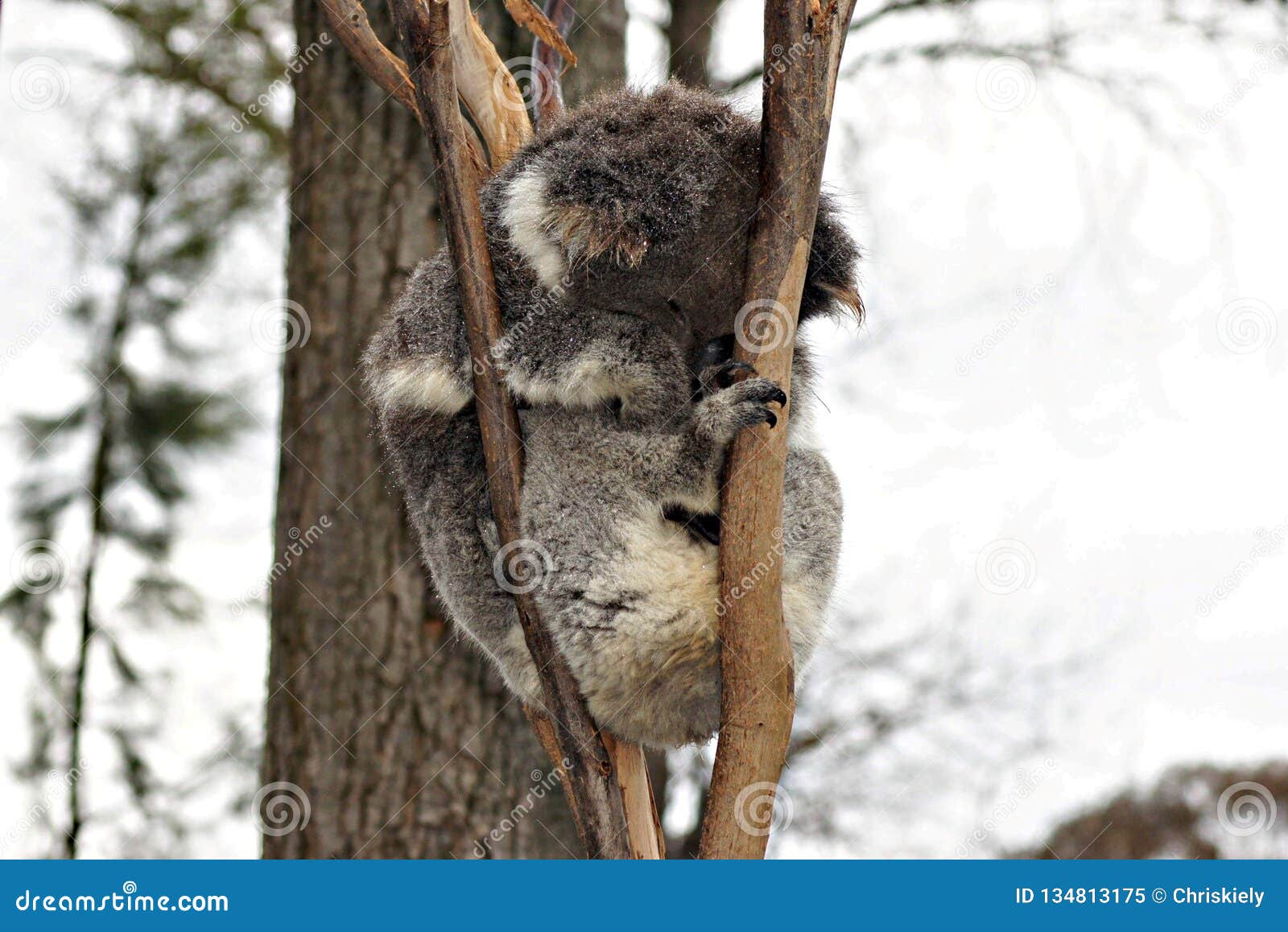 Young Koala in Tree stock image. Image of creatures - 134813175