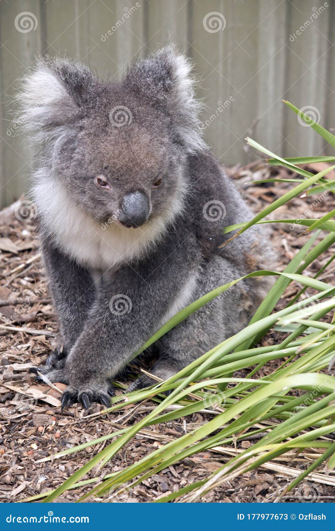 This is a young koala stock image. Image of hairy, white - 177977673