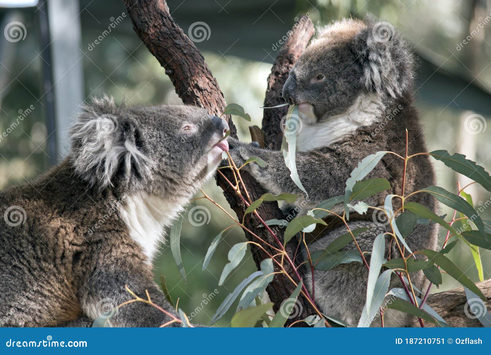 The Young Koalas are Eating Leaves Stock Image - Image of mammal, young ...
