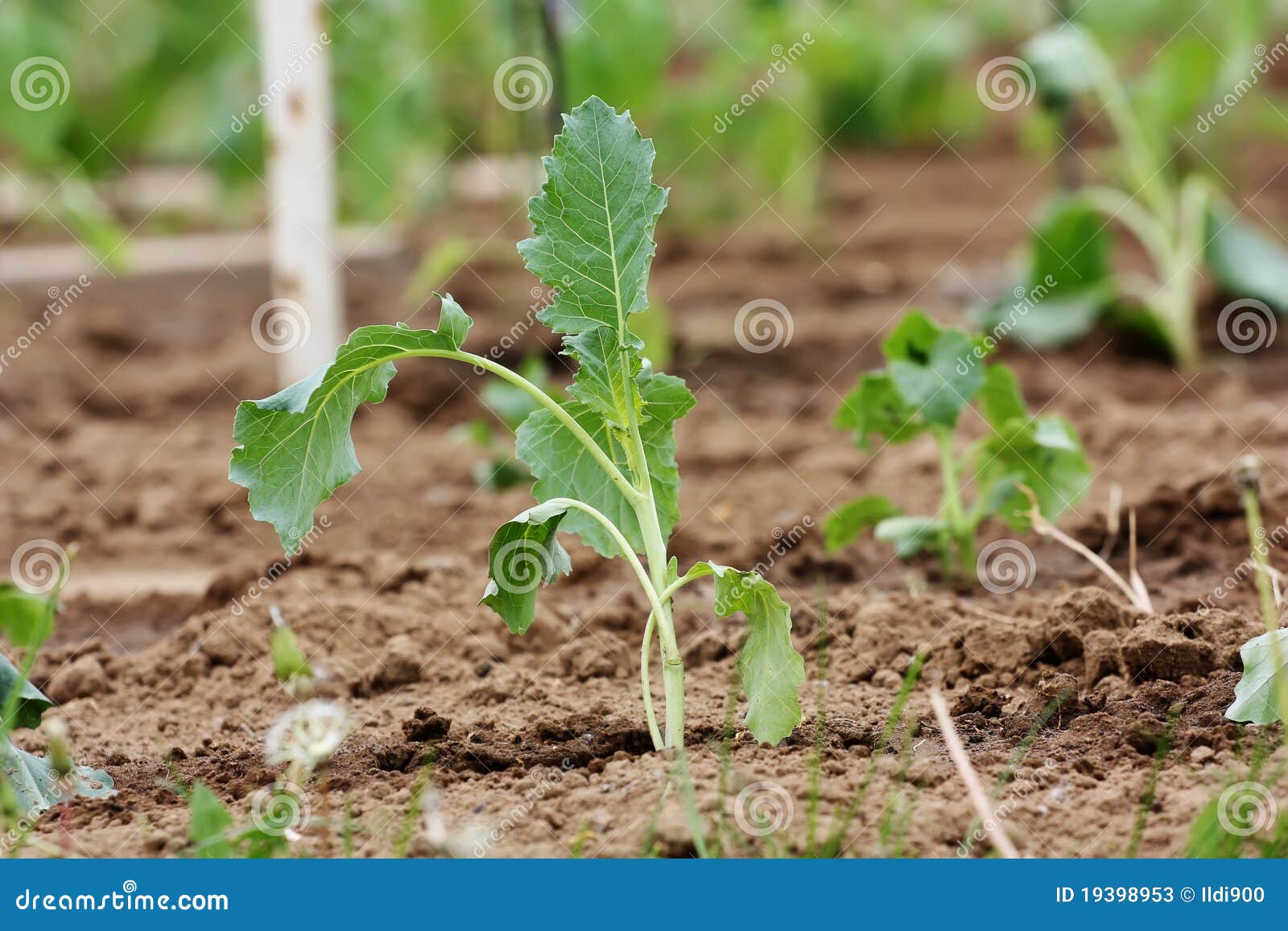 Young kohlrabi plant. stock image. Image of nurture, gardening - 19398953